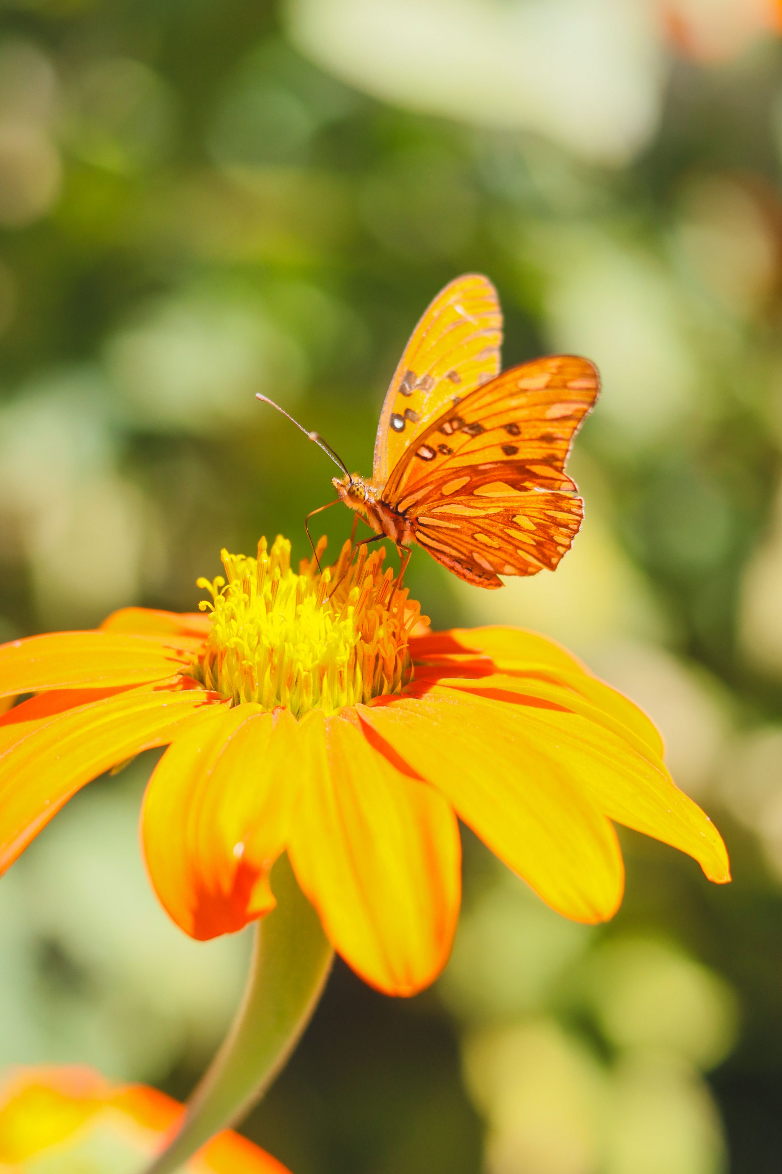 Vibrant Butterfly on Bright Orange Flower · Free Stock Photo
