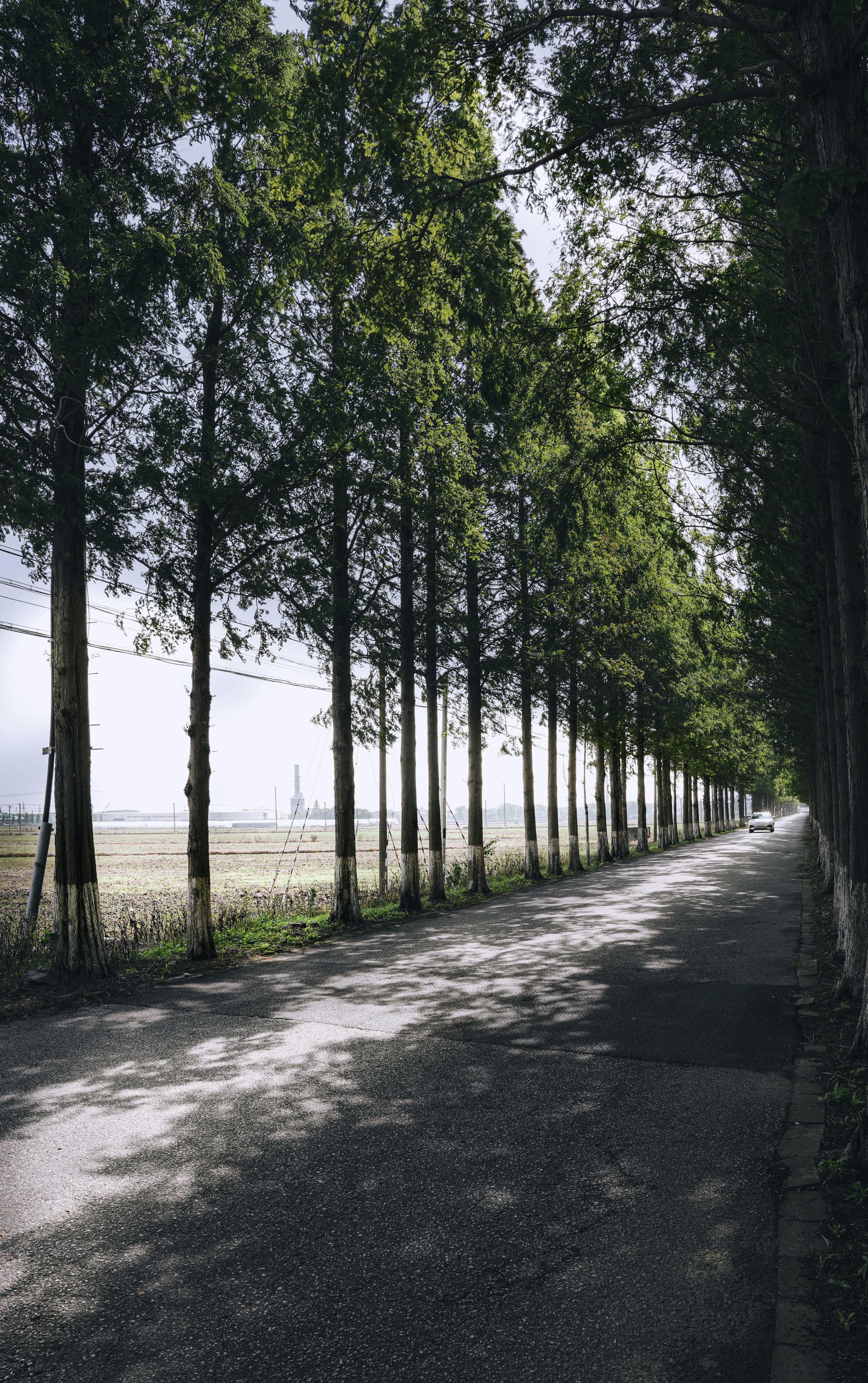 Forest Surrounds Photos, Download The BEST Free Forest Surrounds Stock ...