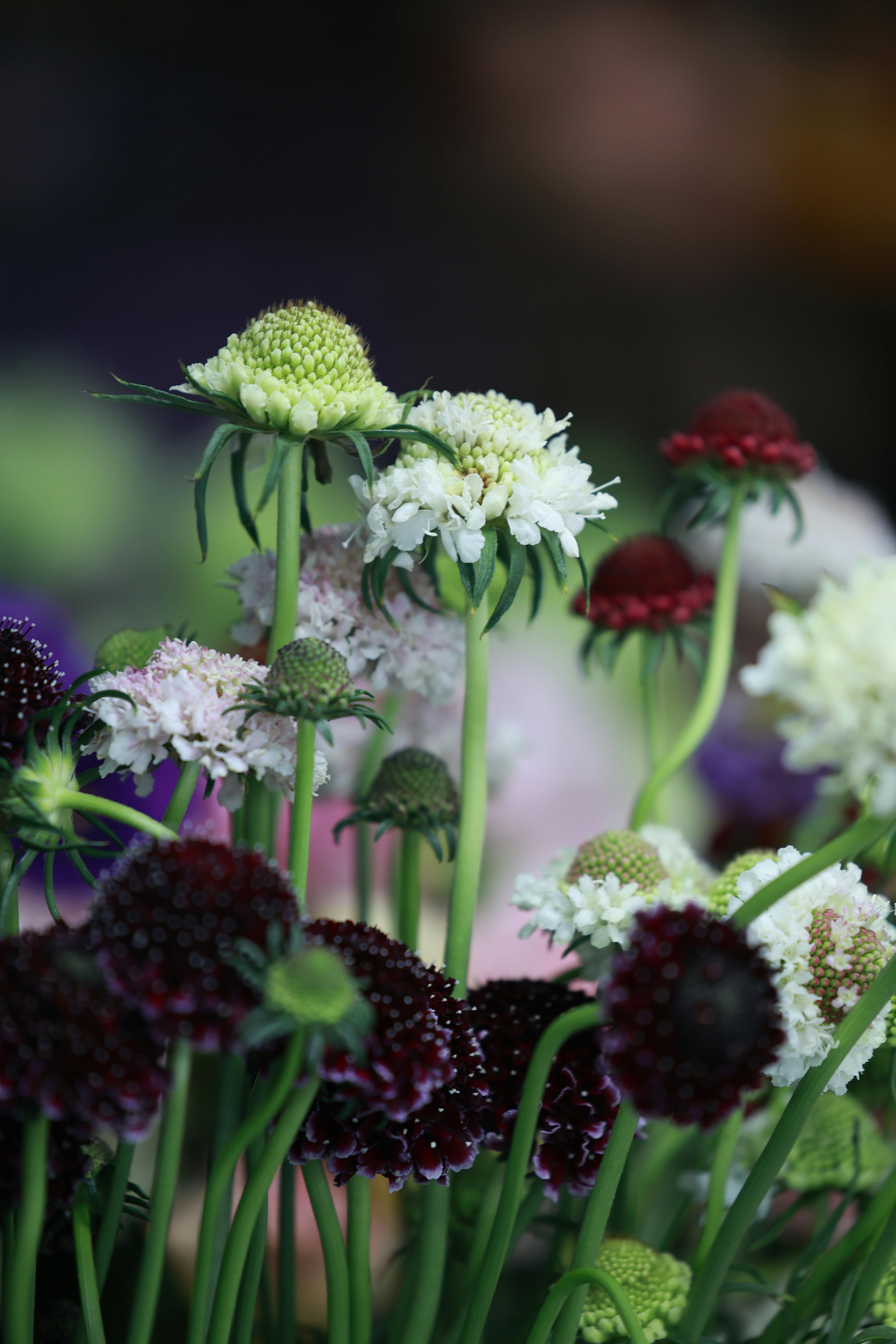 Annual Mix Flowers Photos, Download The BEST Free Annual Mix Flowers ...