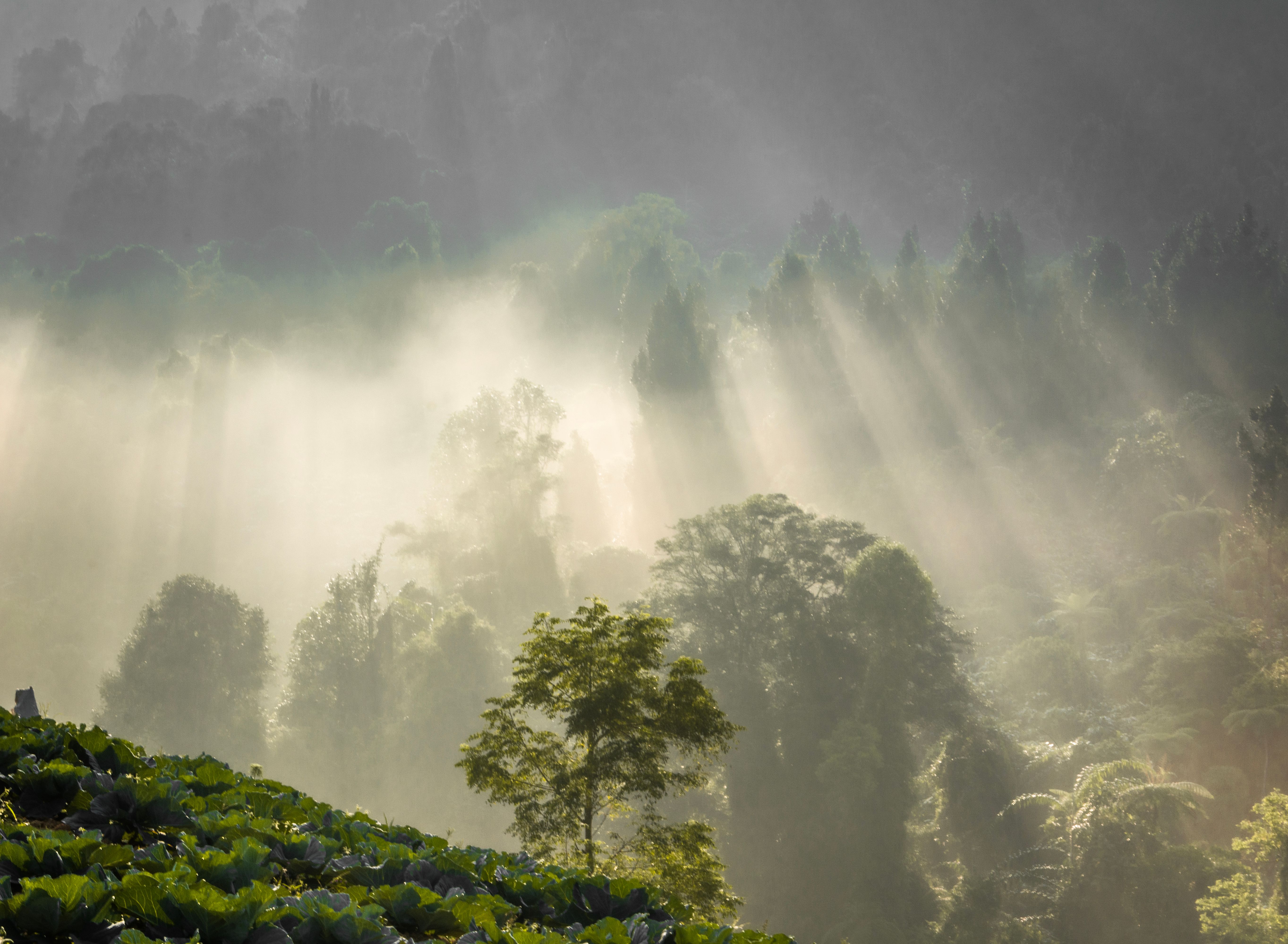 Pemandangan Berkabut Dari Hutan Hijau Yang Rimbun, Dengan Sinar ...