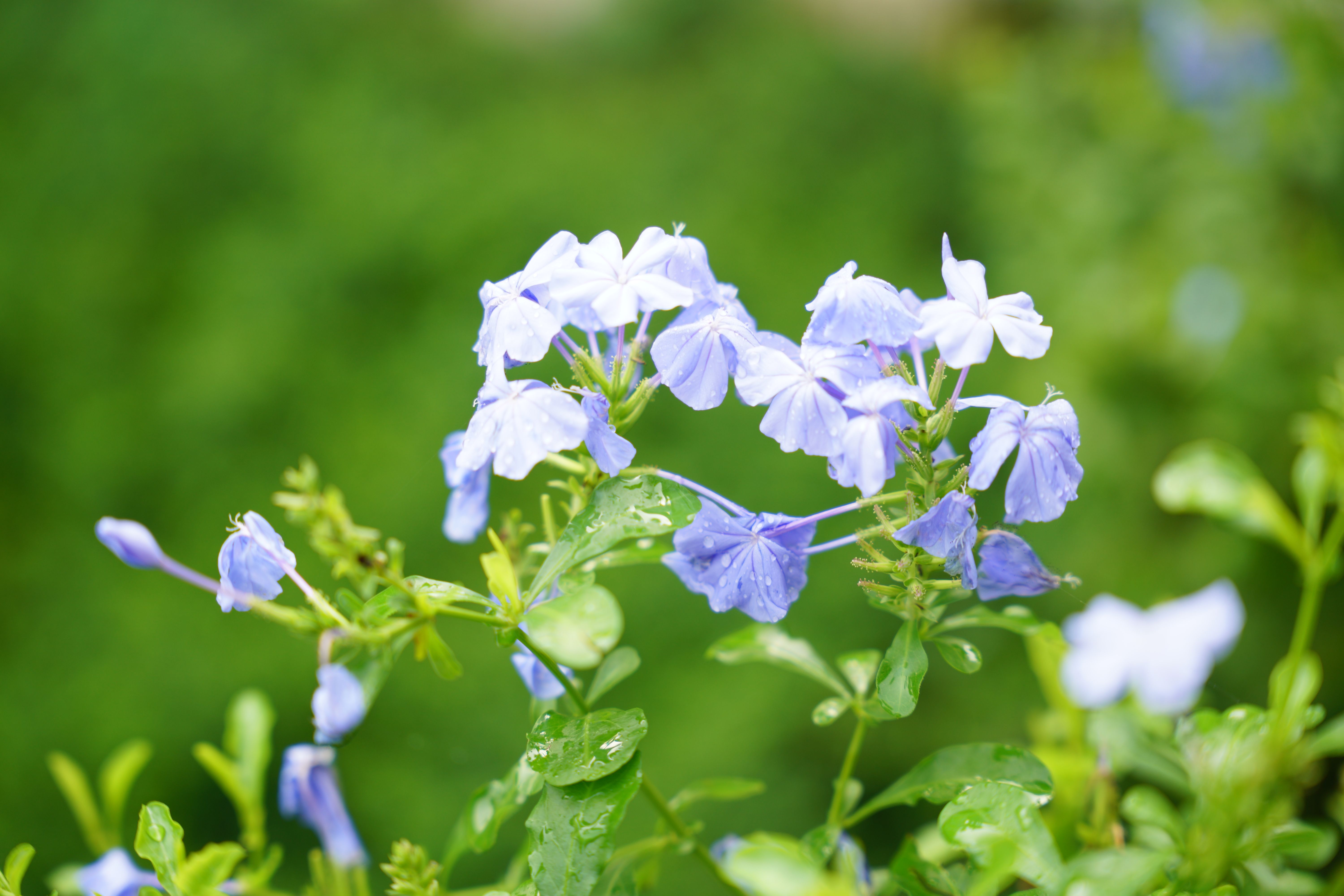 Close-up of Beautiful Blue Plumbago Flowers · Free Stock Photo