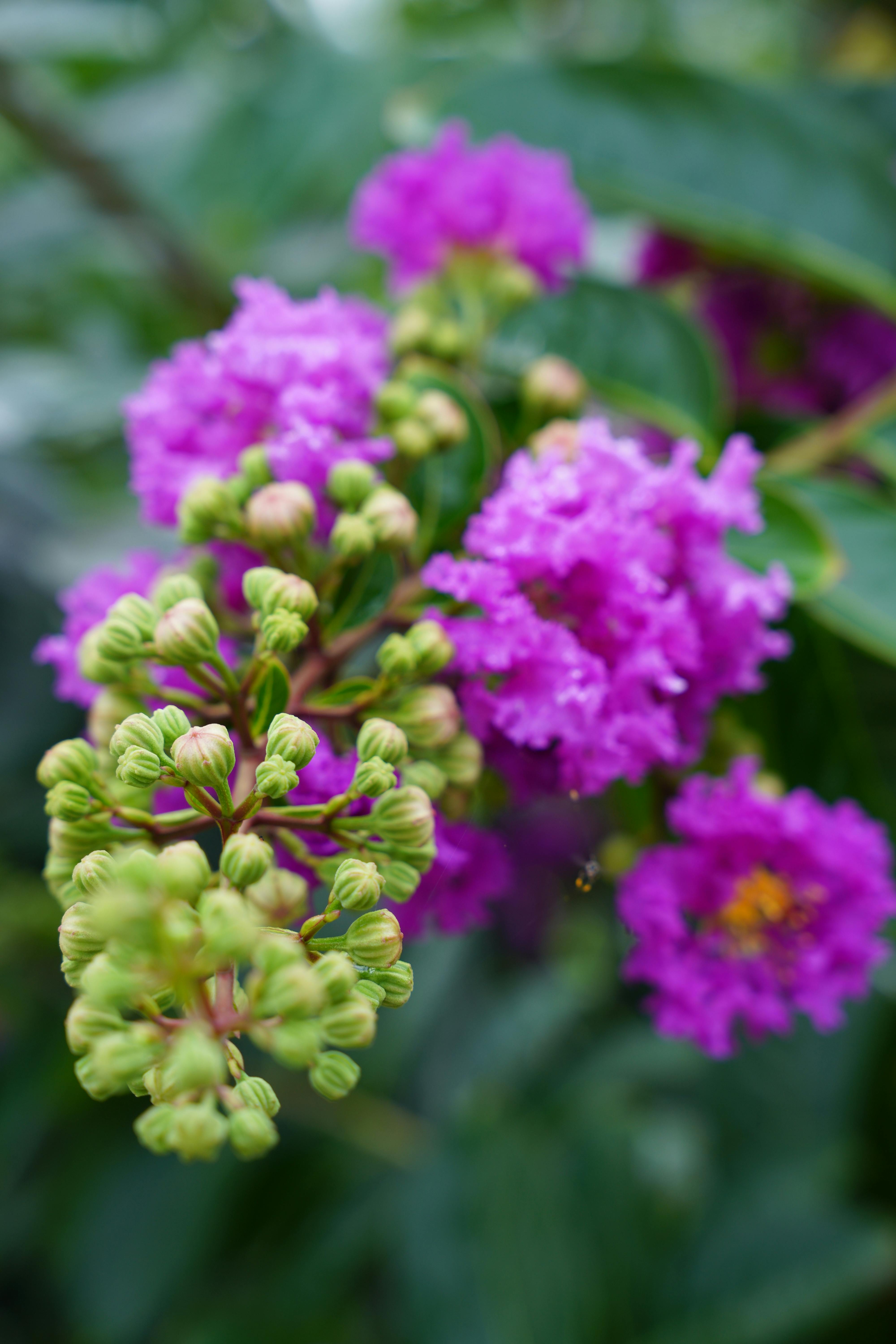 Vibrant Purple Crepe Myrtle in Full Bloom · Free Stock Photo