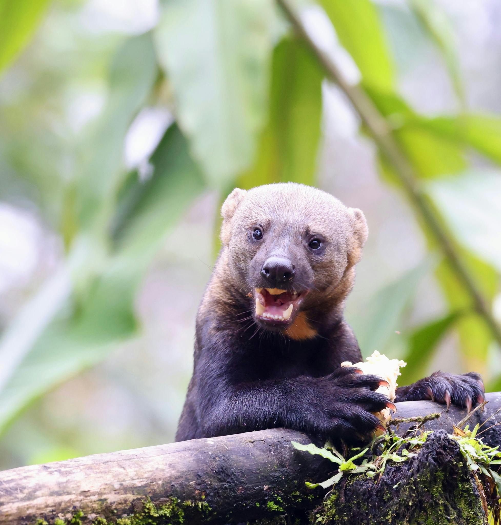 Tayra Photos, Download The BEST Free Tayra Stock Photos & HD Images