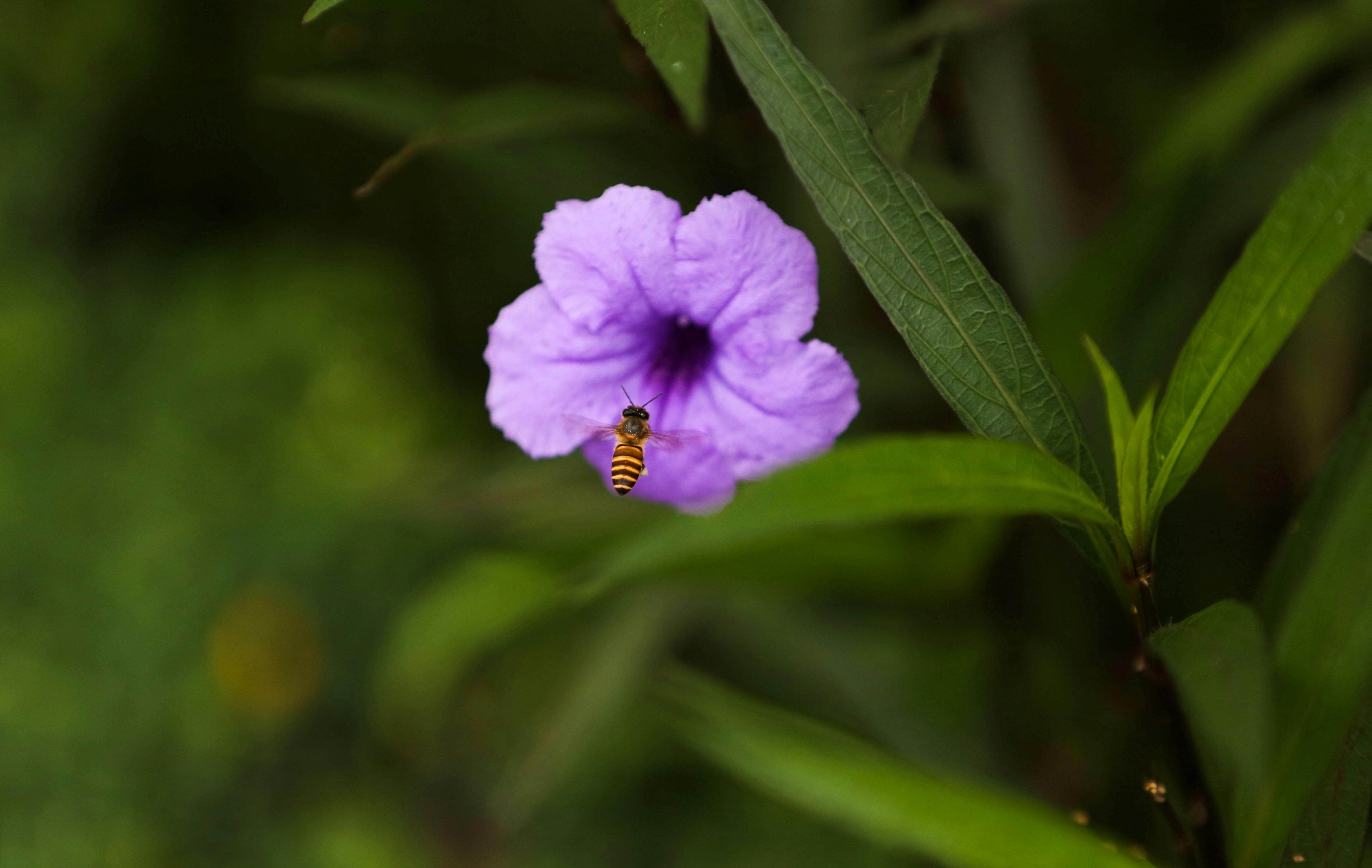 Pollinator Photos, Download The BEST Free Pollinator Stock Photos & HD ...