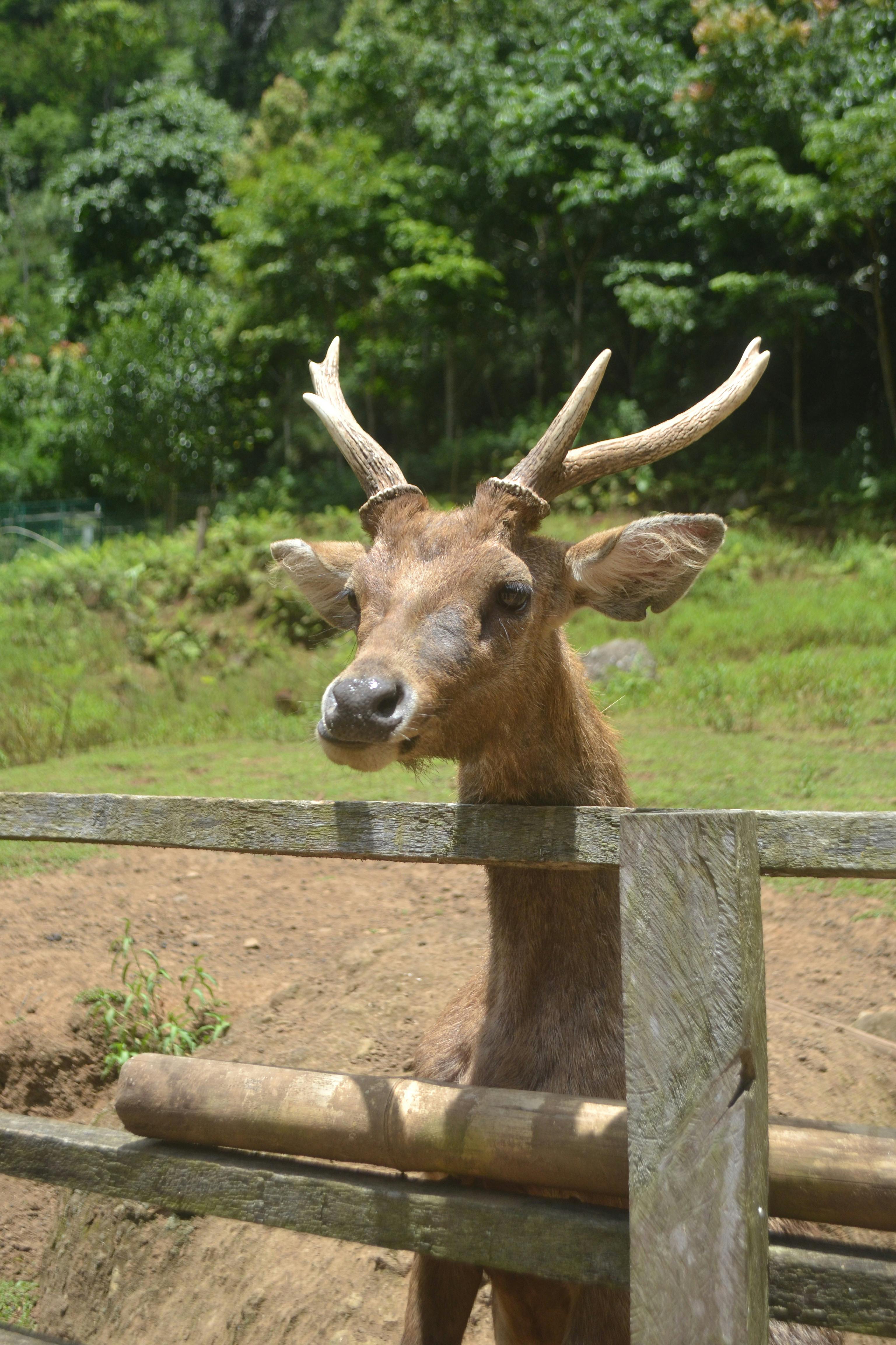 Brown Dear Photos, Download The BEST Free Brown Dear Stock Photos & HD ...
