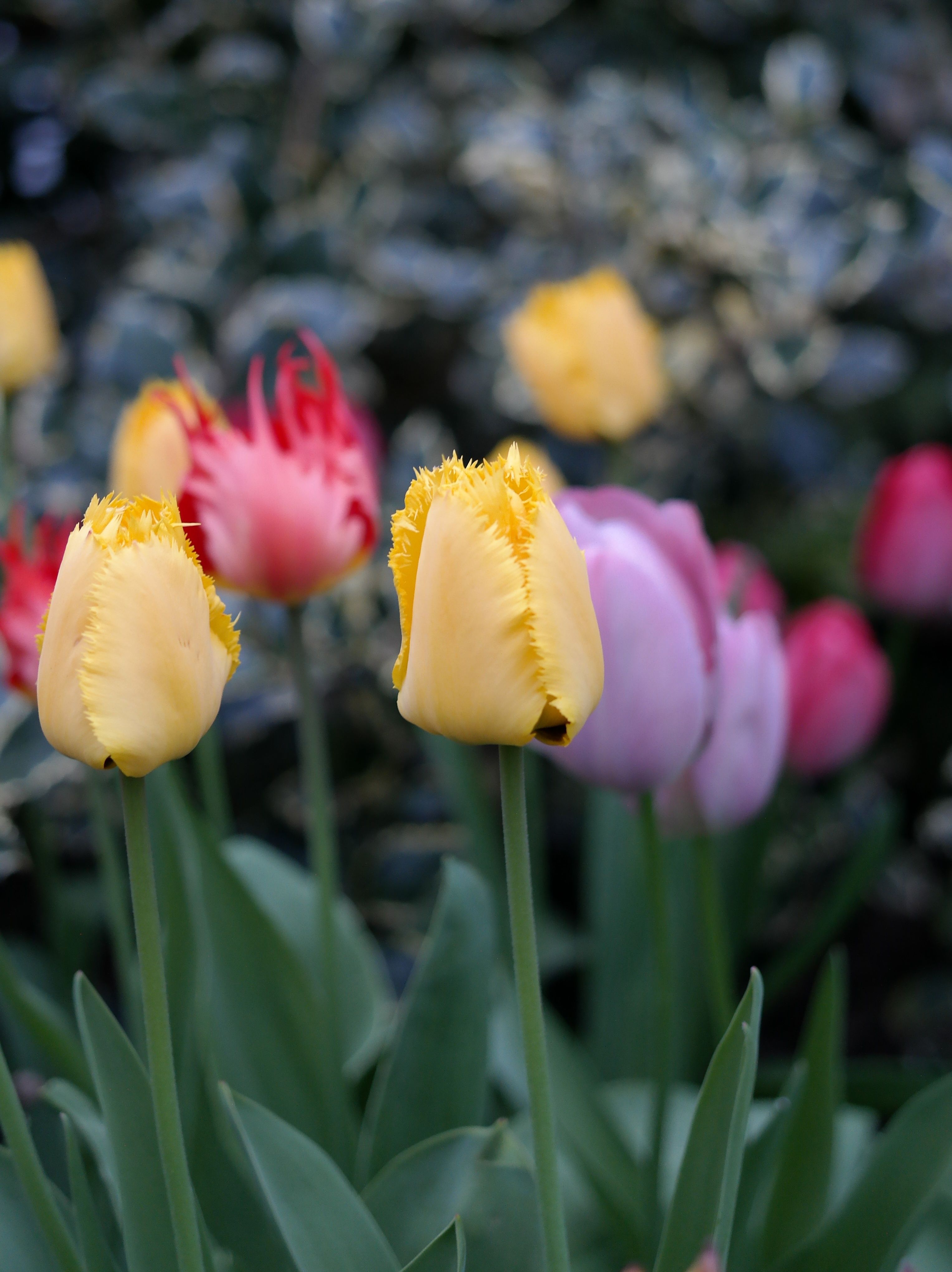 Gulab Flower Photos, Download The BEST Free Gulab Flower Stock Photos ...