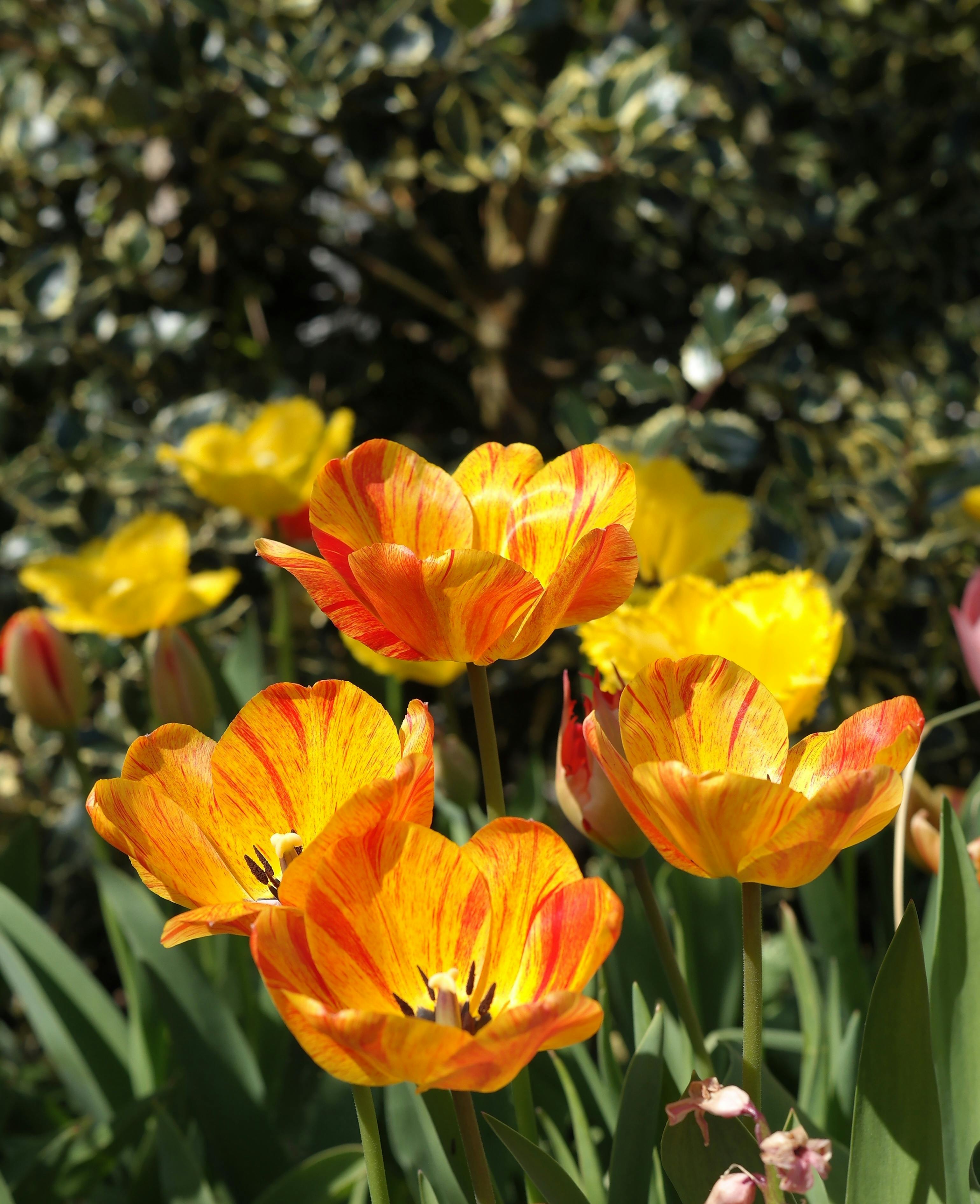 Vibrant Orange and Yellow Tulips in Bloom · Free Stock Photo