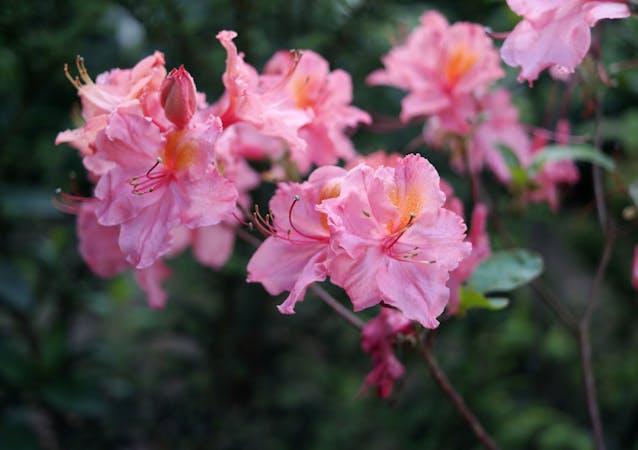 Front Yard White Azalea Bush Landscaping Ideas