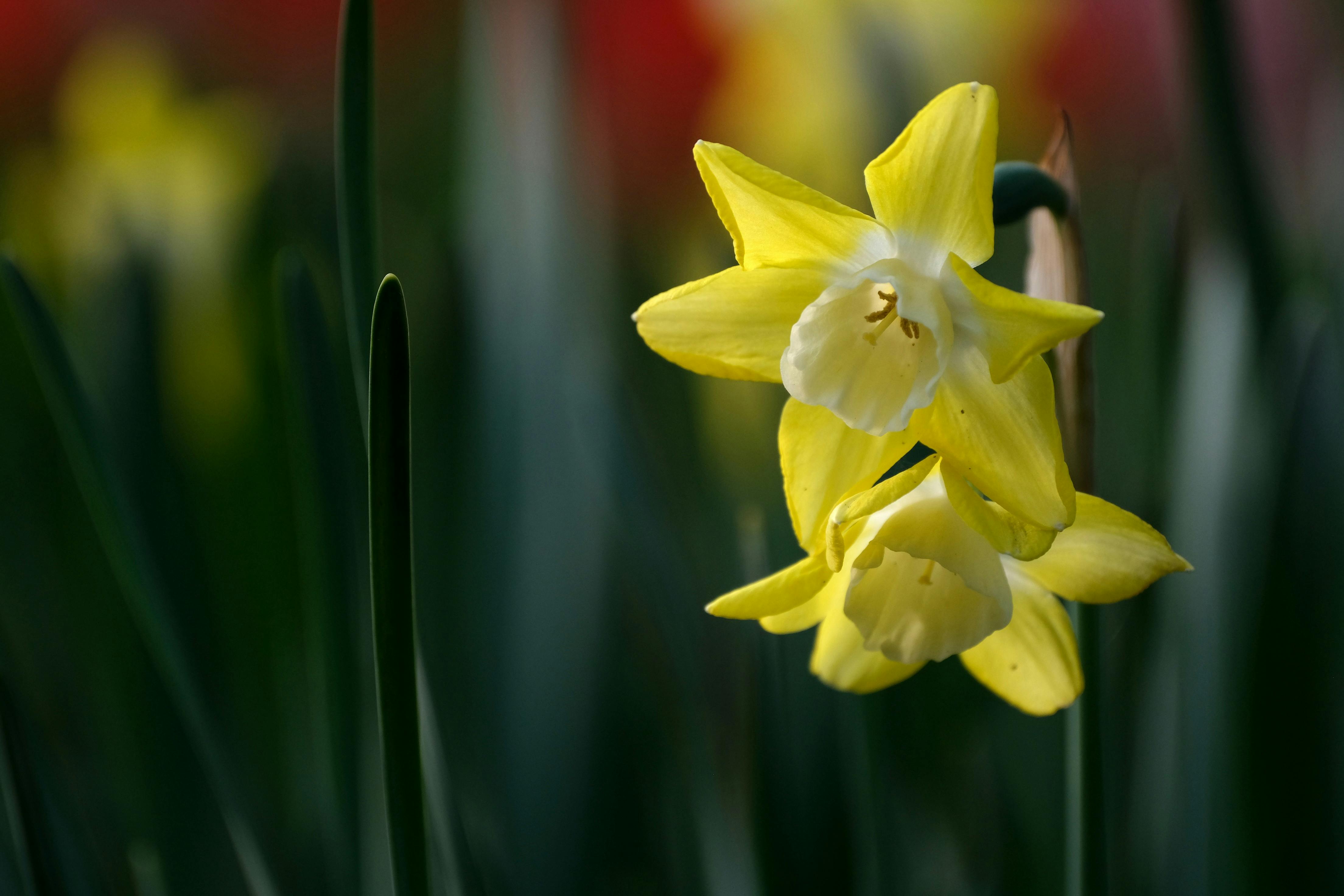 Daffodil Photos, Download The BEST Free Daffodil Stock Photos & HD Images