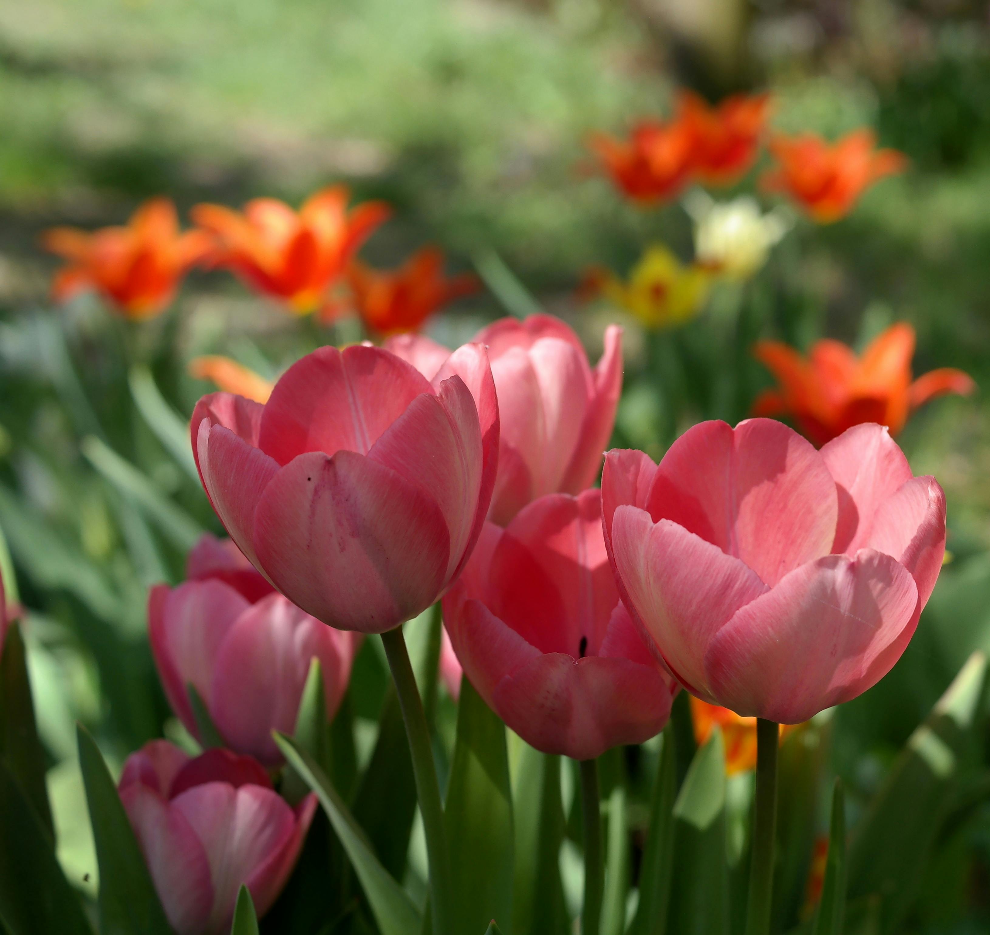 Gulab Flower Photos, Download The BEST Free Gulab Flower Stock Photos ...