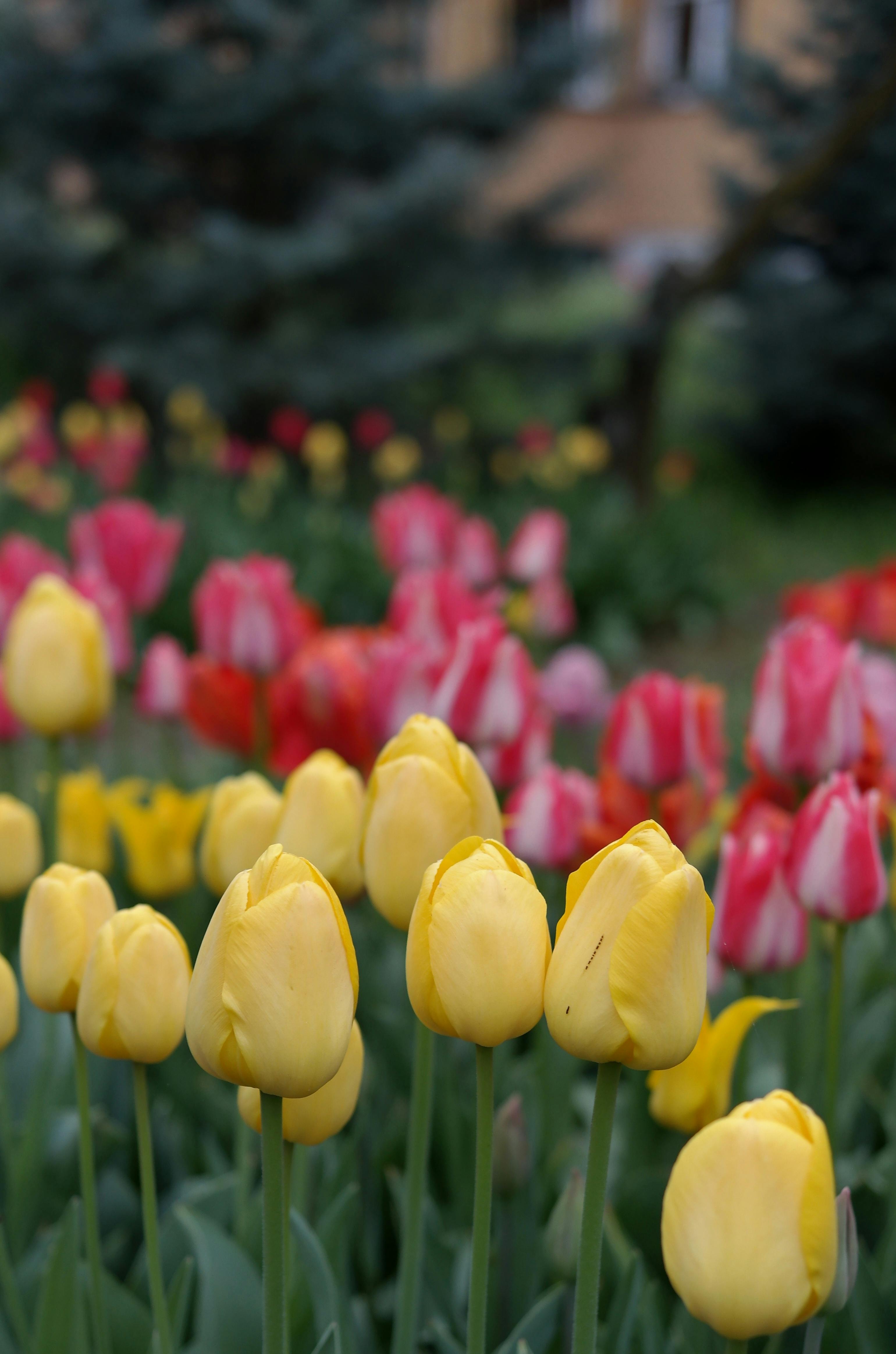 Spring Garden Photos, Download The BEST Free Spring Garden Stock Photos ...