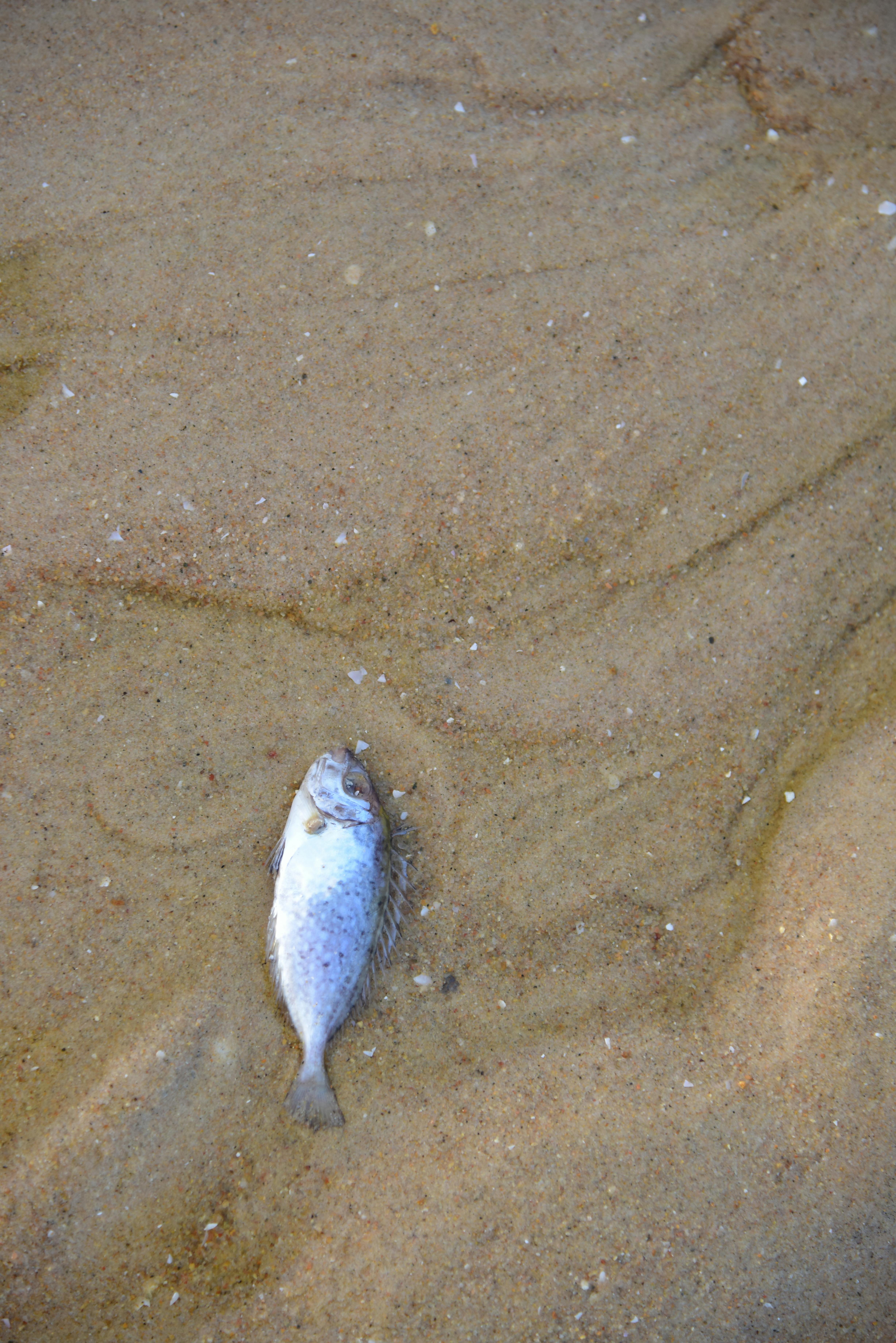 Lone Fish on Sandy Beach Surface · Free Stock Photo