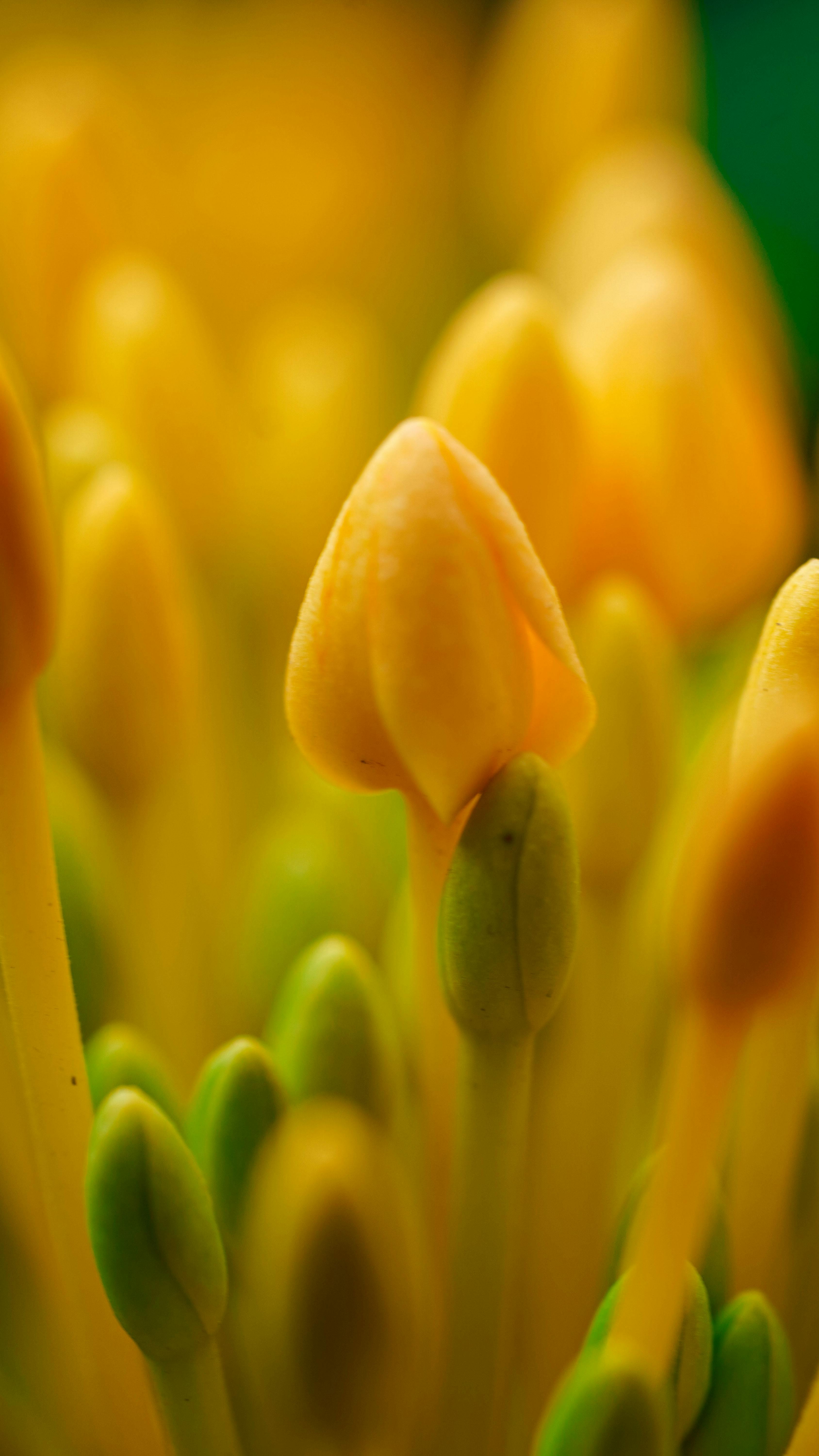 Cute+Budding+Tween+Girl Photos, Download The BEST Free Cute+Budding ...