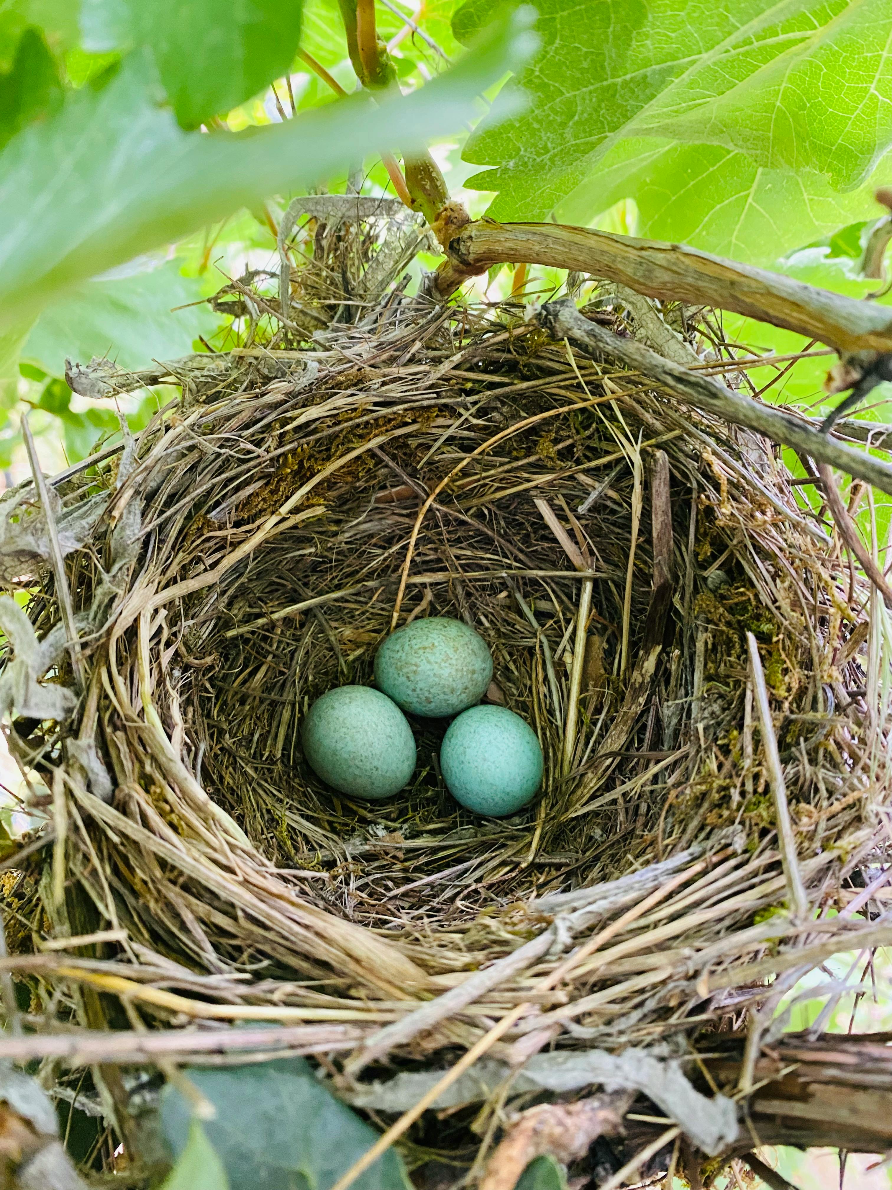 Nido Con Tres Huevos De Petirrojo En Aydın, Türkiye · Foto de stock ...