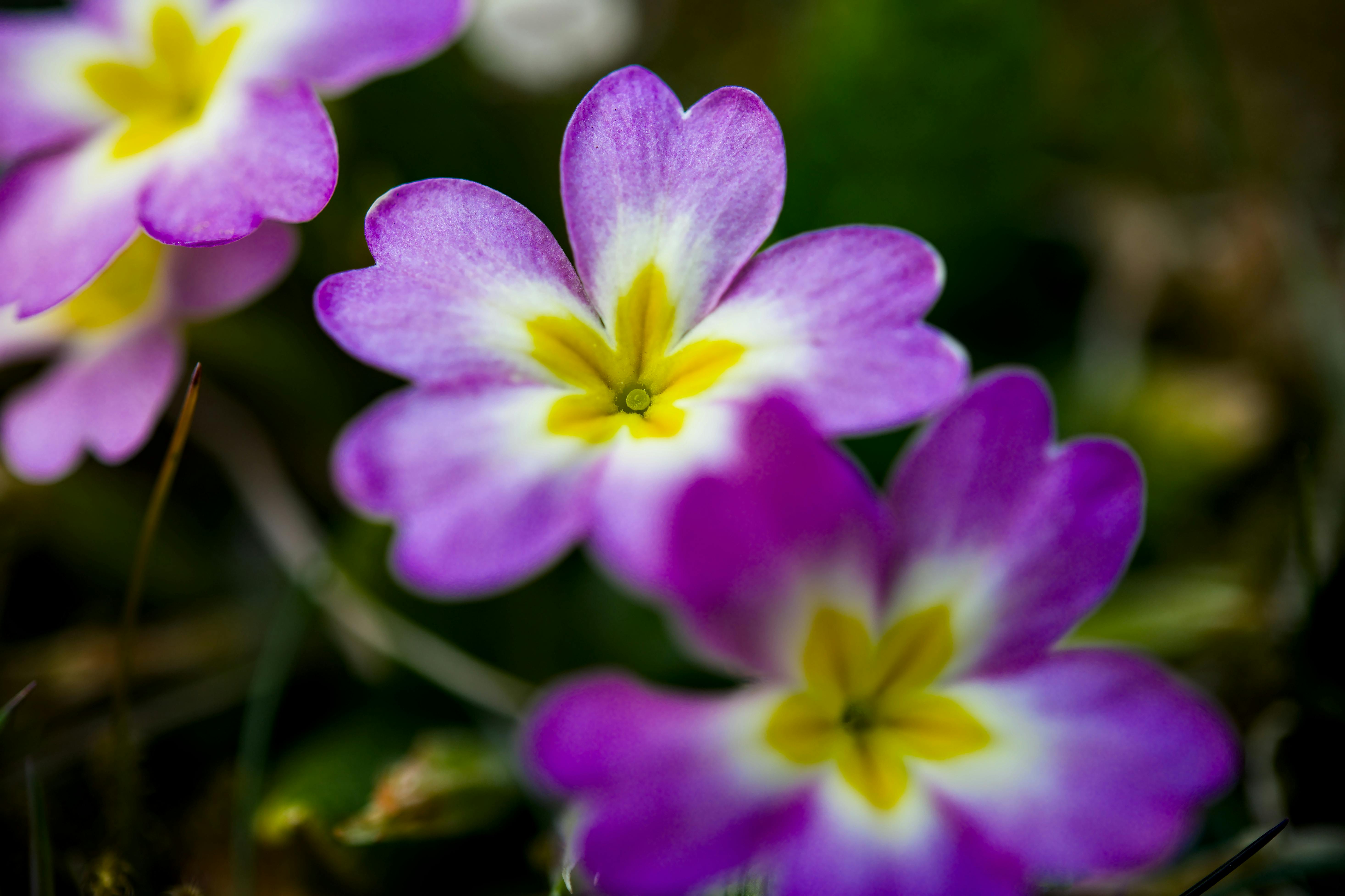 Close-up of Vibrant Purple Primroses in Bloom · Free Stock Photo