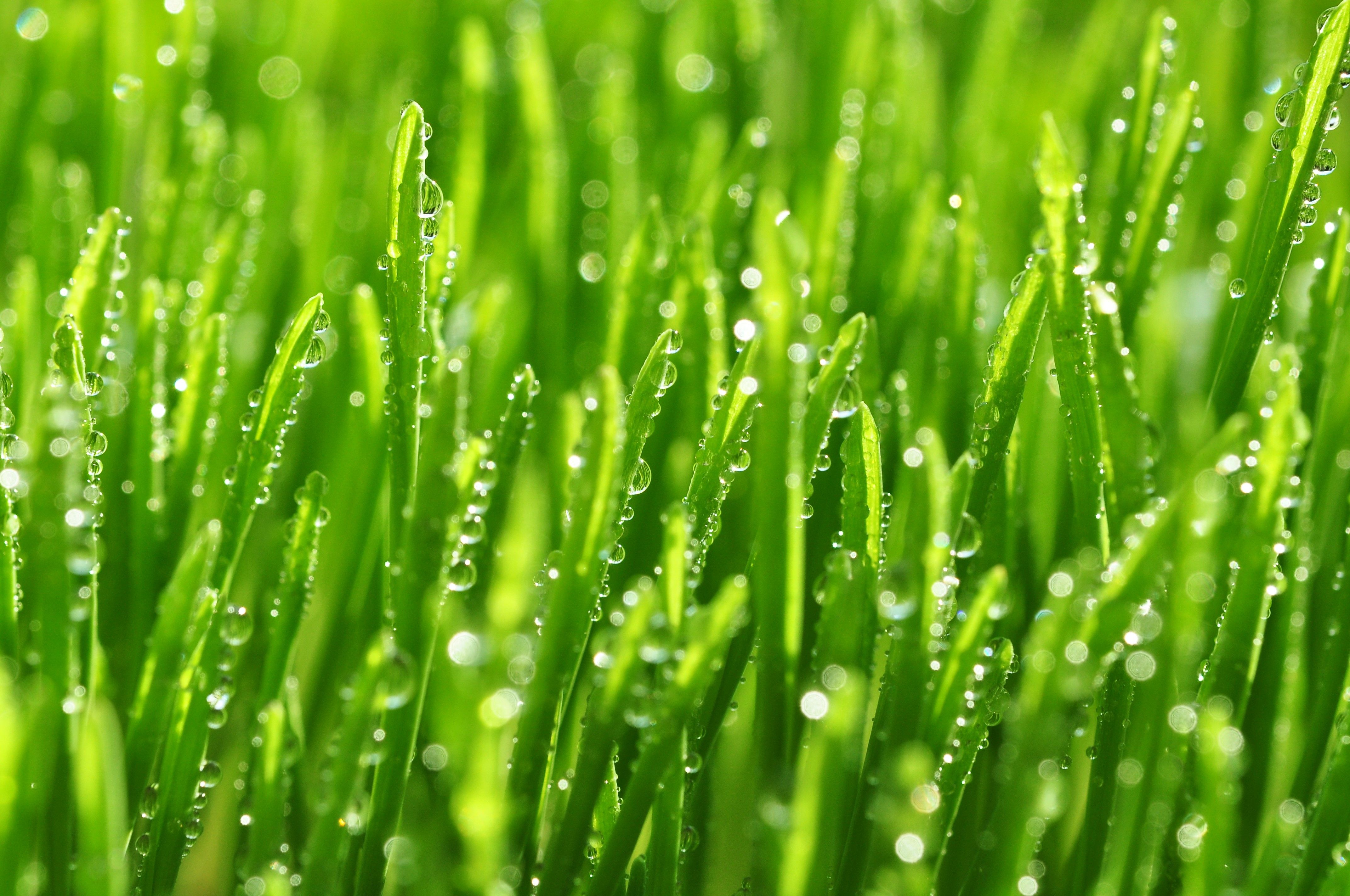Loose Grass Blades Photos, Download The BEST Free Loose Grass Blades ...