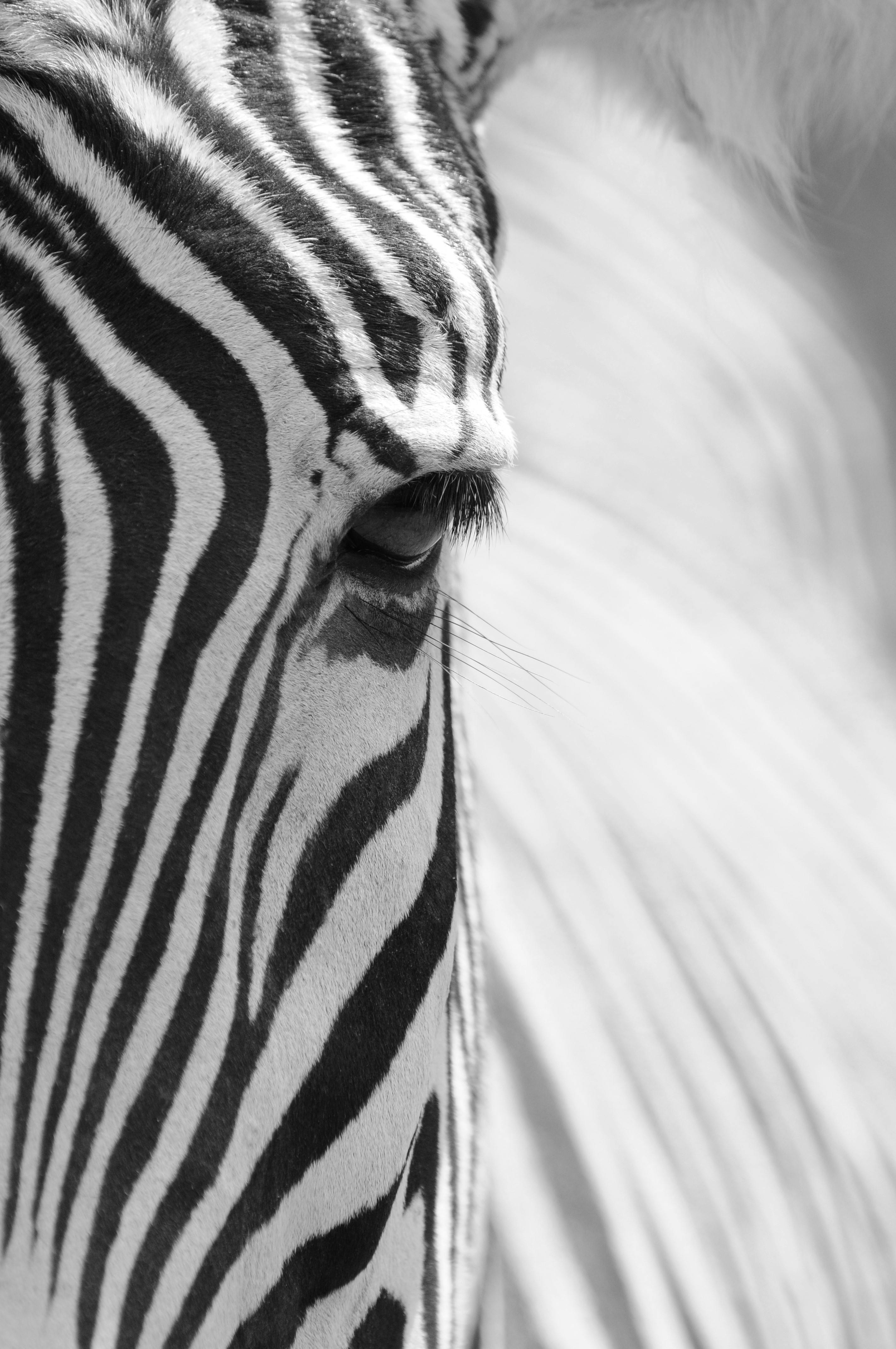Close-up Black and White Zebra Stripe Pattern · Free Stock Photo