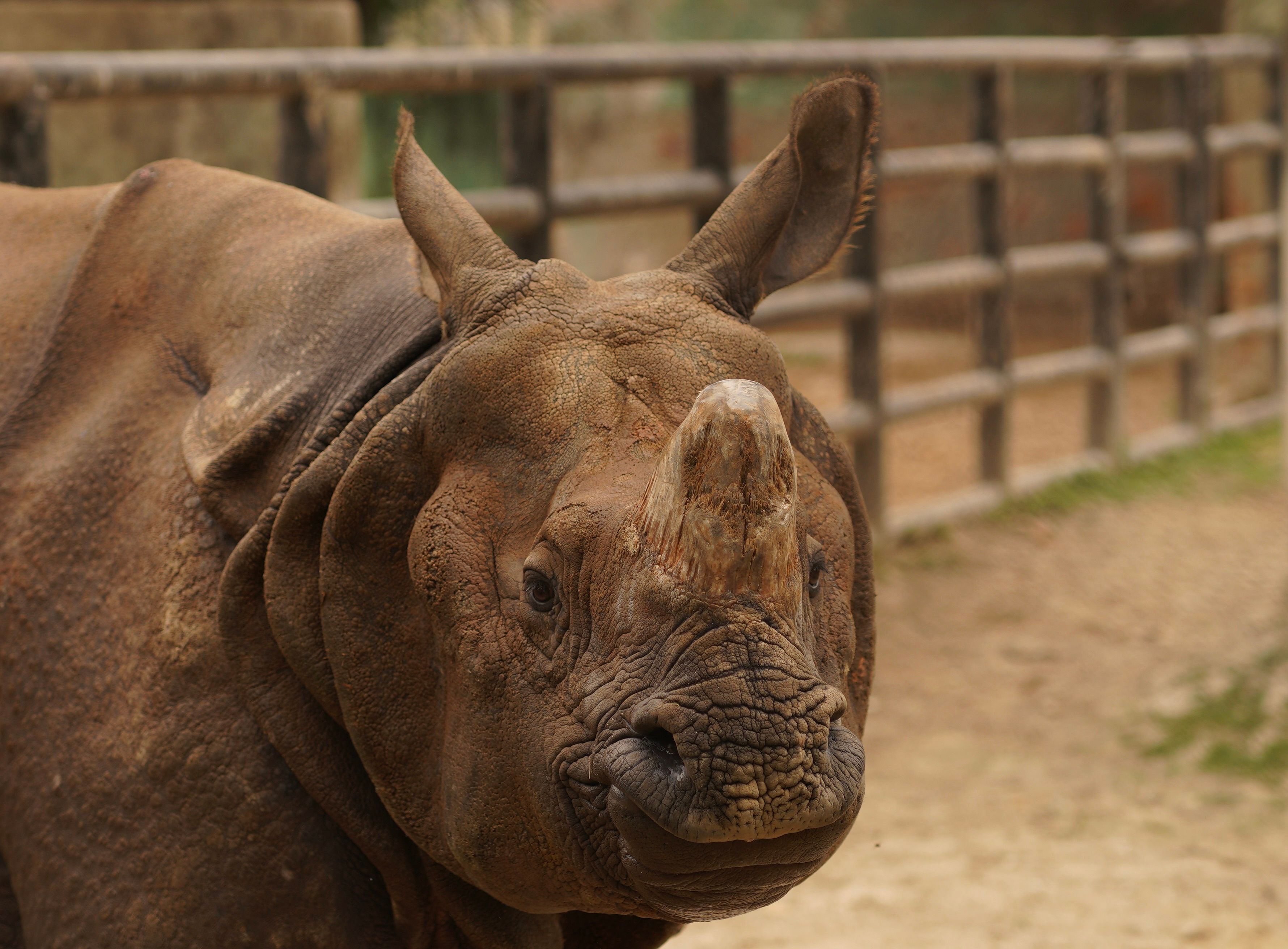 Close-Up of a Greater One-Horned Rhinoceros · Free Stock Photo