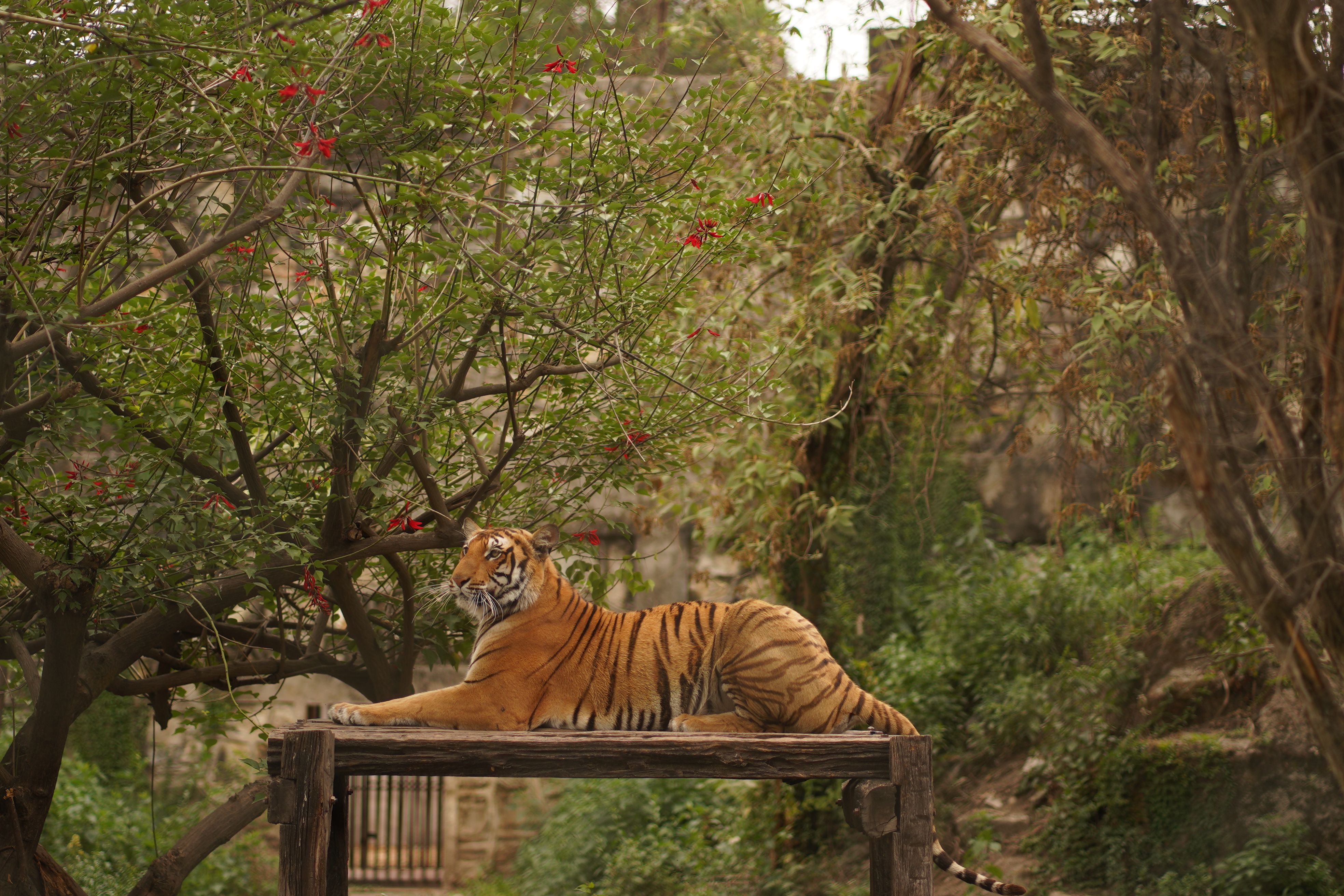 Tiger And Leopard Photos, Download The BEST Free Tiger And Leopard ...