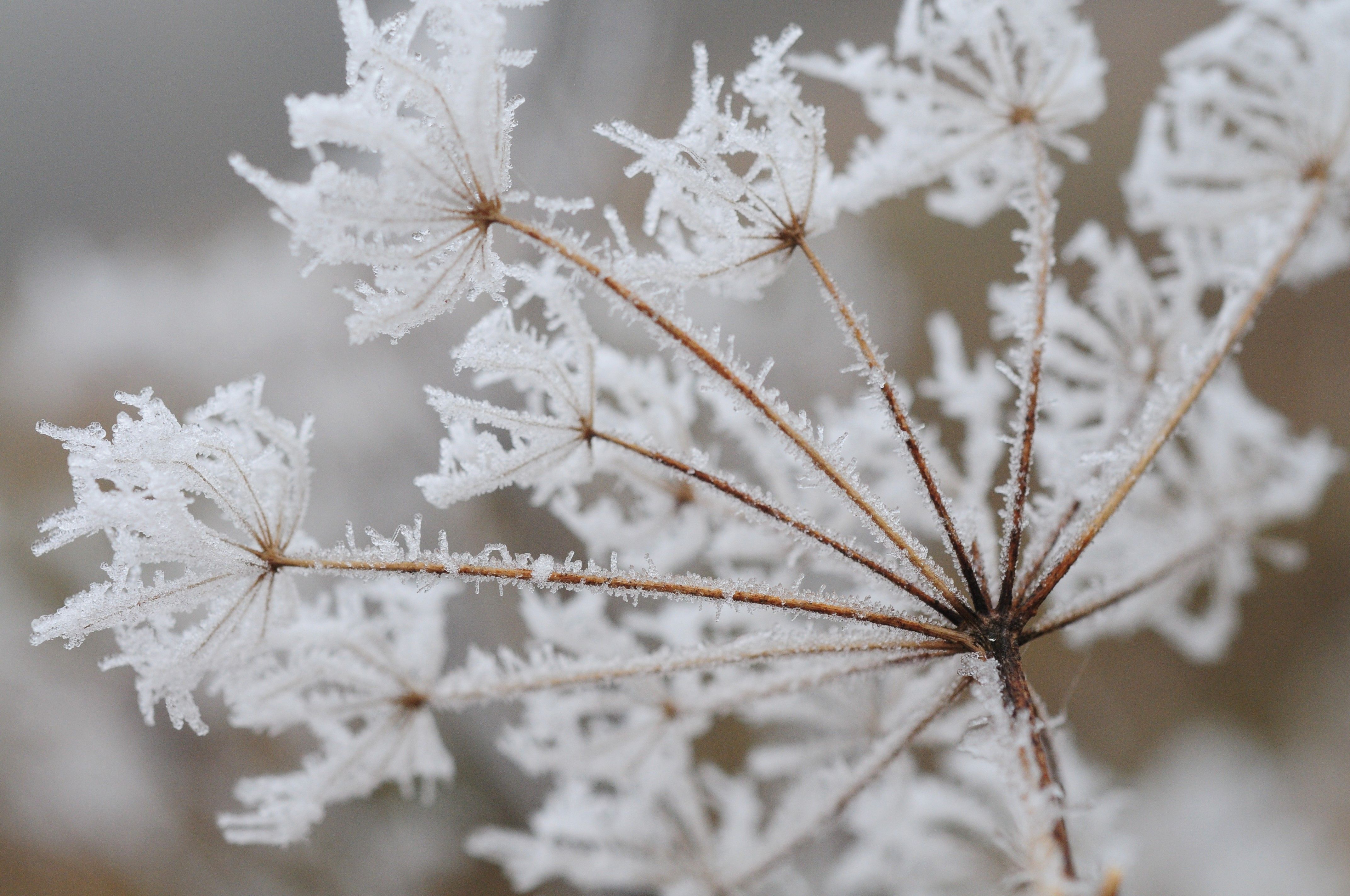 Frosty Snow Photos, Download The BEST Free Frosty Snow Stock Photos ...