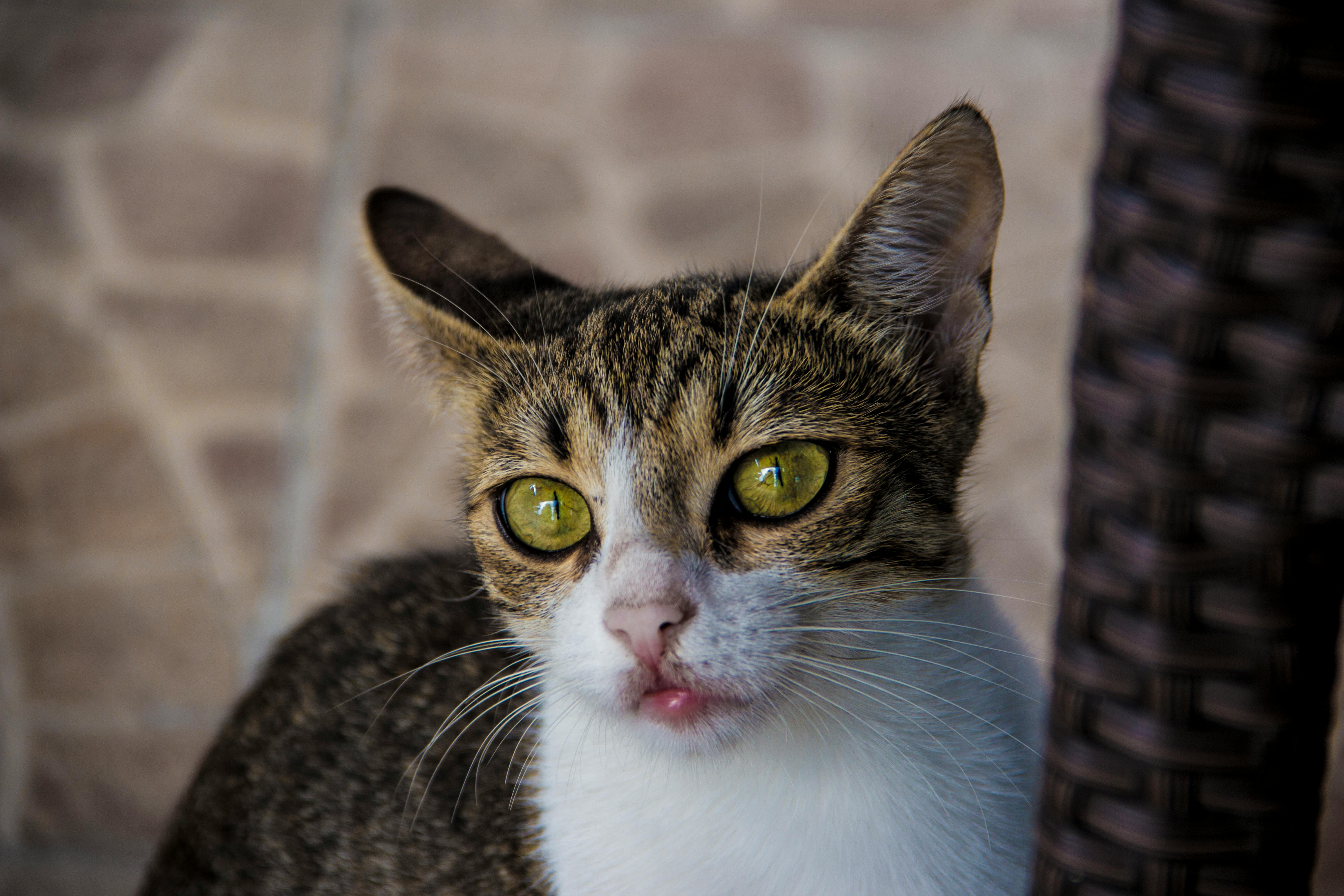 Cat Stink Face Photos, Download The BEST Free Cat Stink Face Stock ...