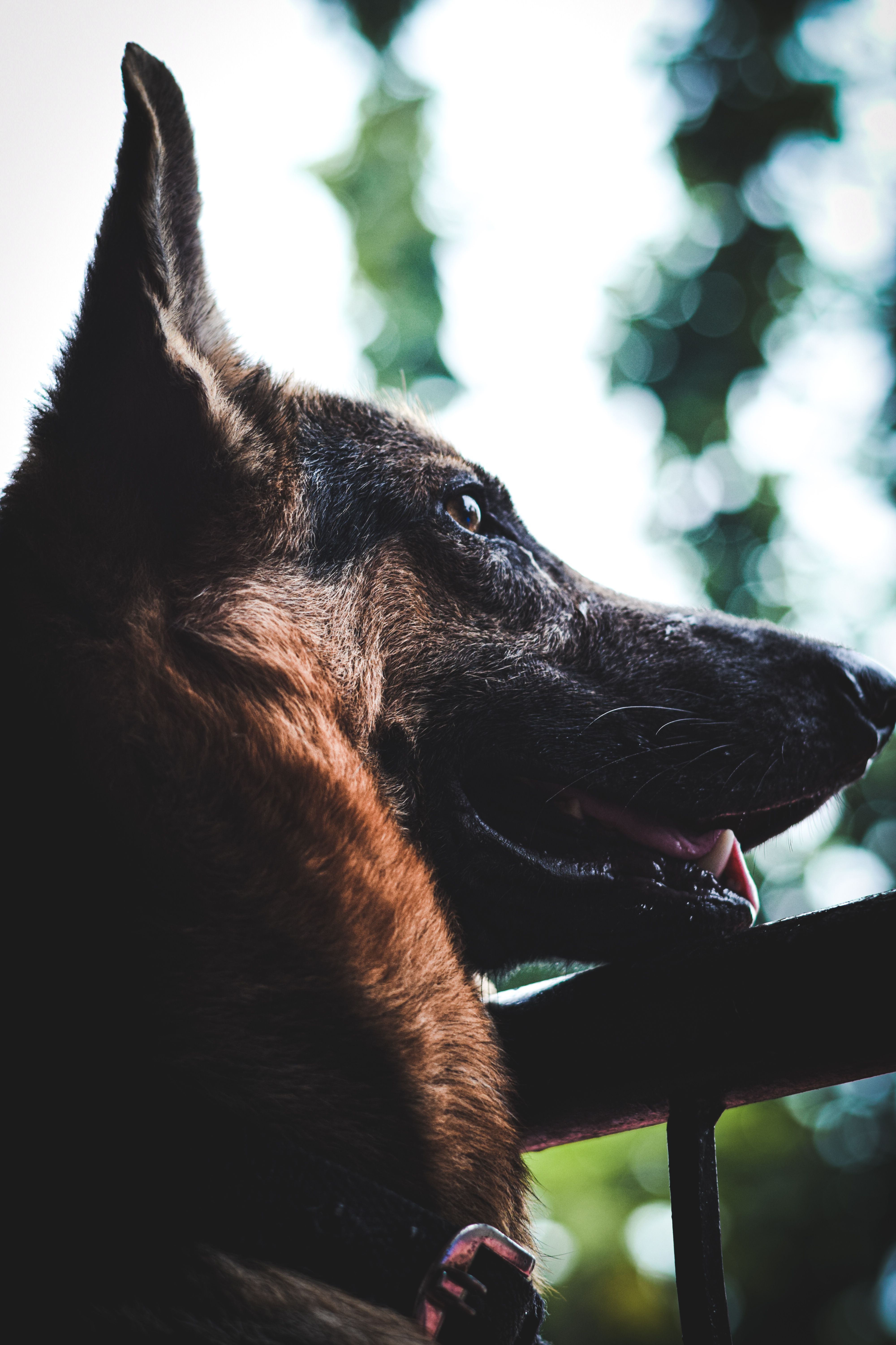 Dog Protector Photos, Download The BEST Free Dog Protector Stock Photos ...
