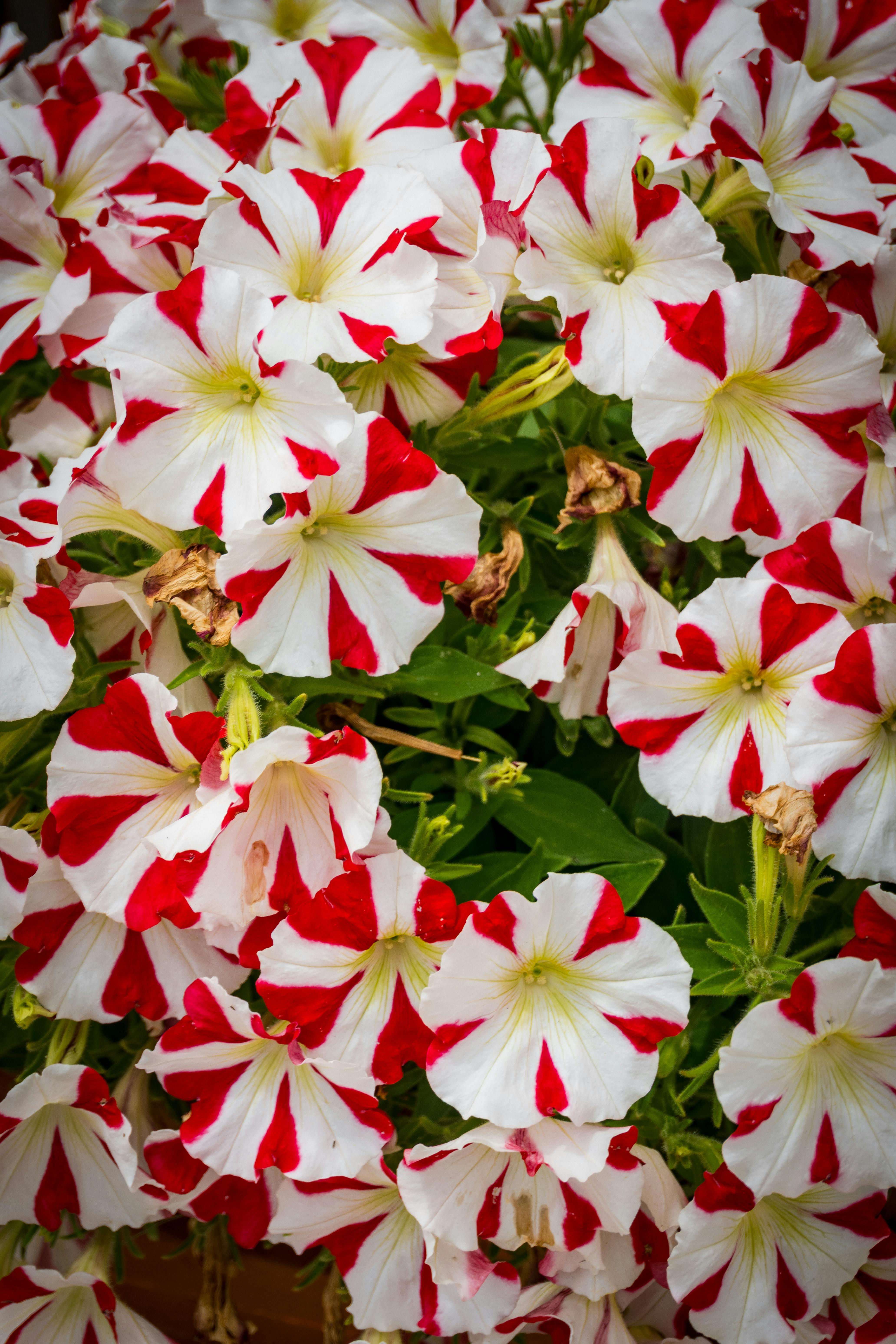 Vibrant Red and White Petunias in Full Bloom · Free Stock Photo