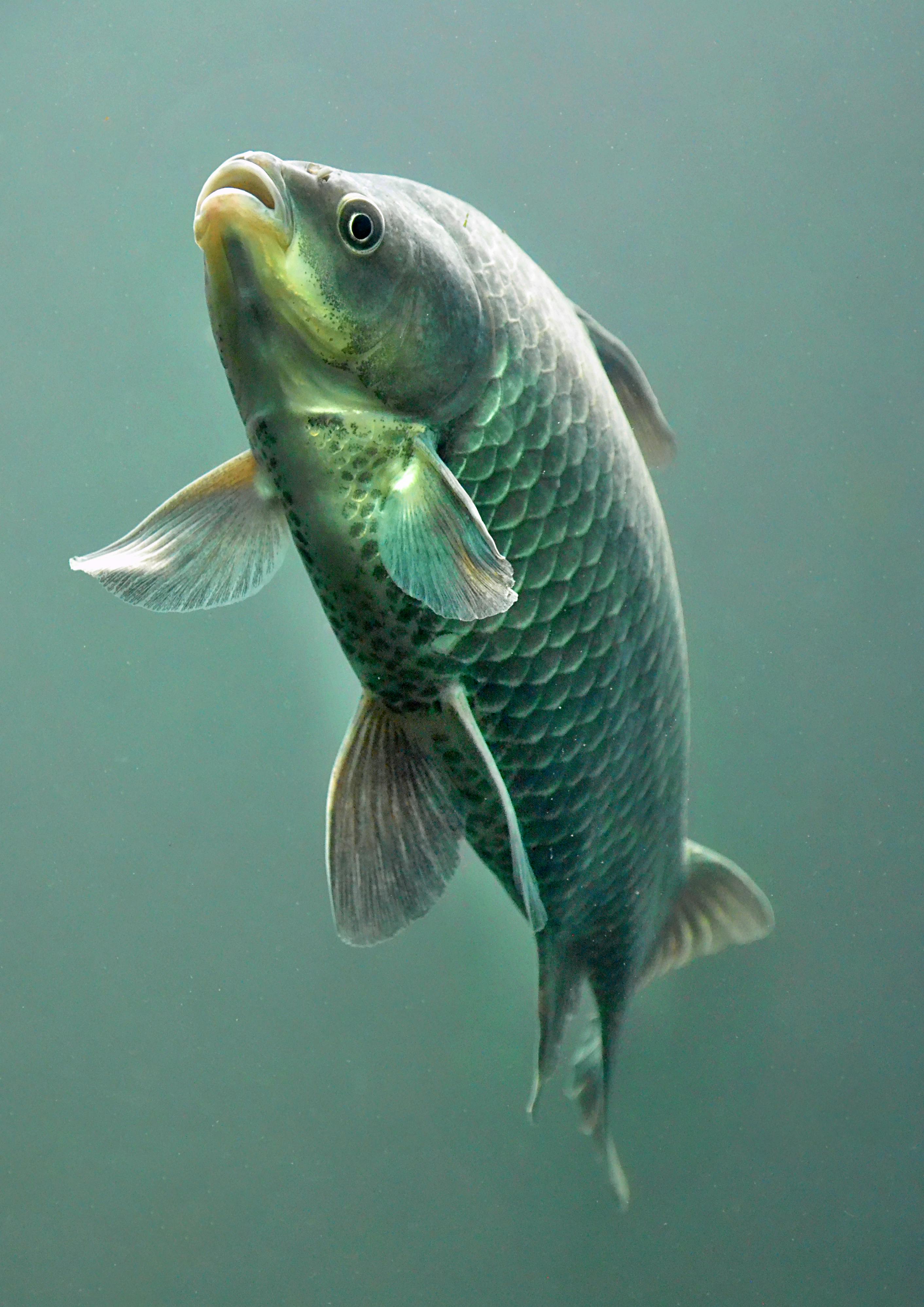 Muskie Fish Photos, Download The BEST Free Muskie Fish Stock Photos ...