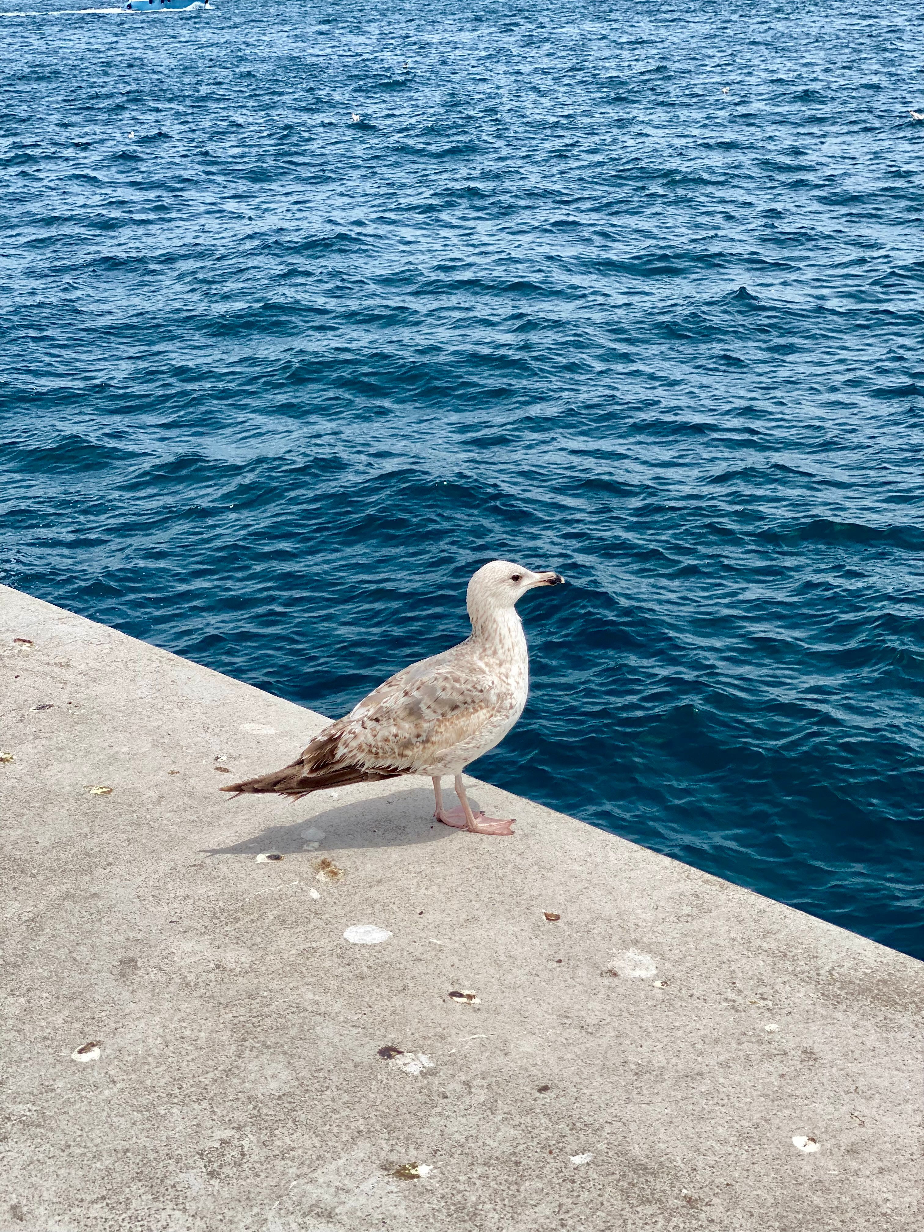 Seagull Standing on Pier by the Ocean · Free Stock Photo