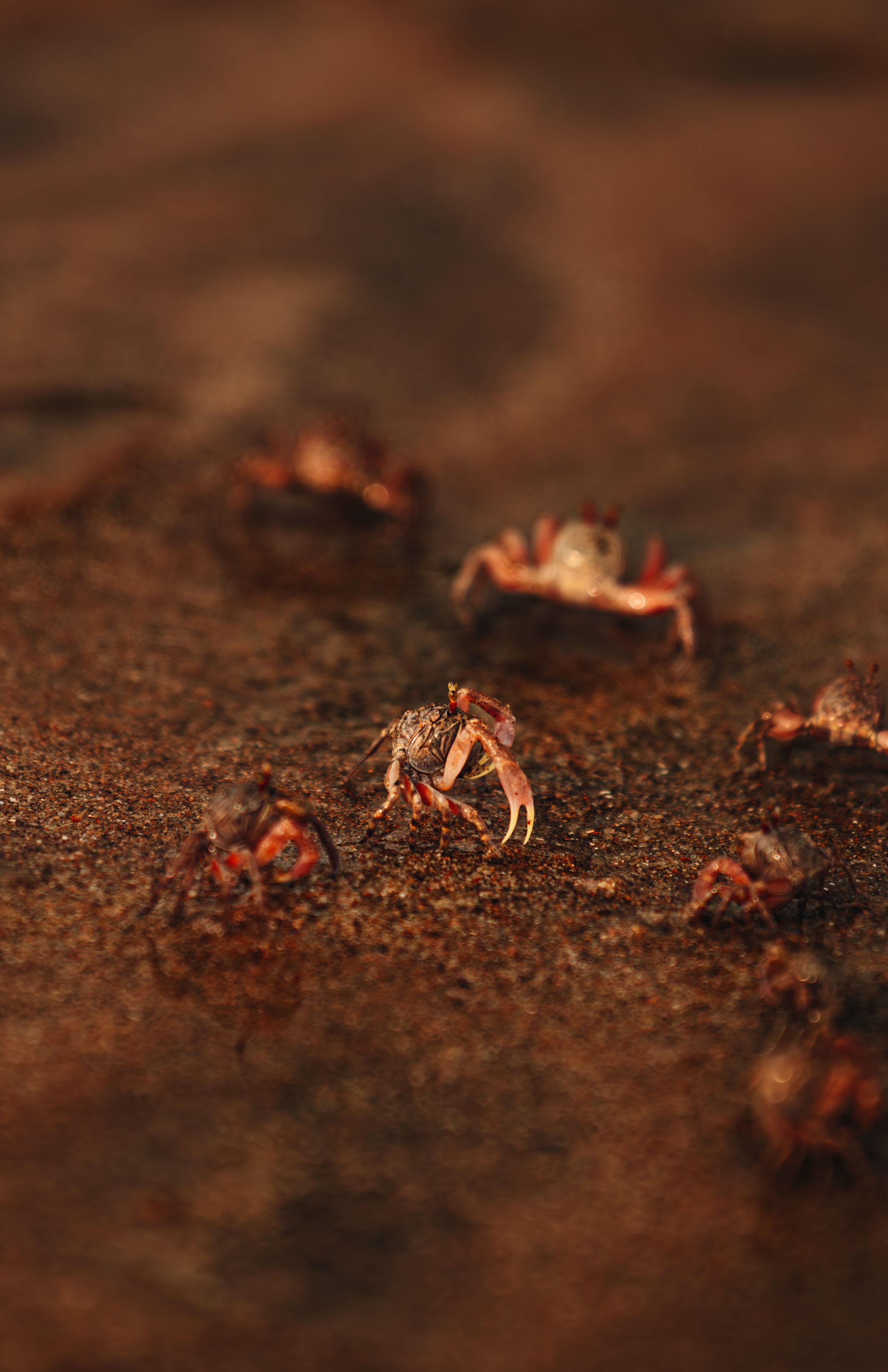 Vibrant Hermit Crabs on Sandy Beach at Sunset · Free Stock Photo