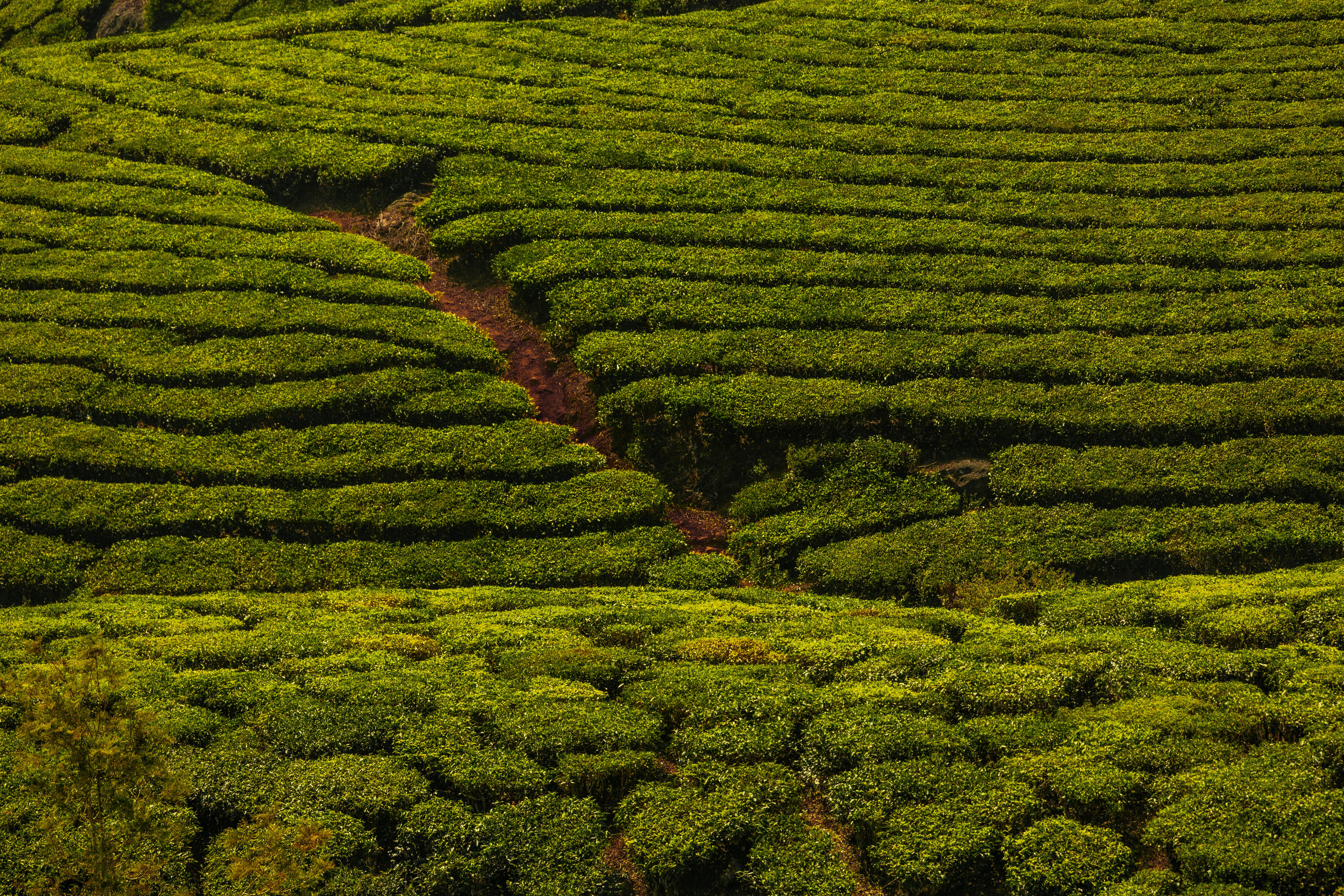 Lush Green Terraced Tea Plantation Landscape · Free Stock Photo