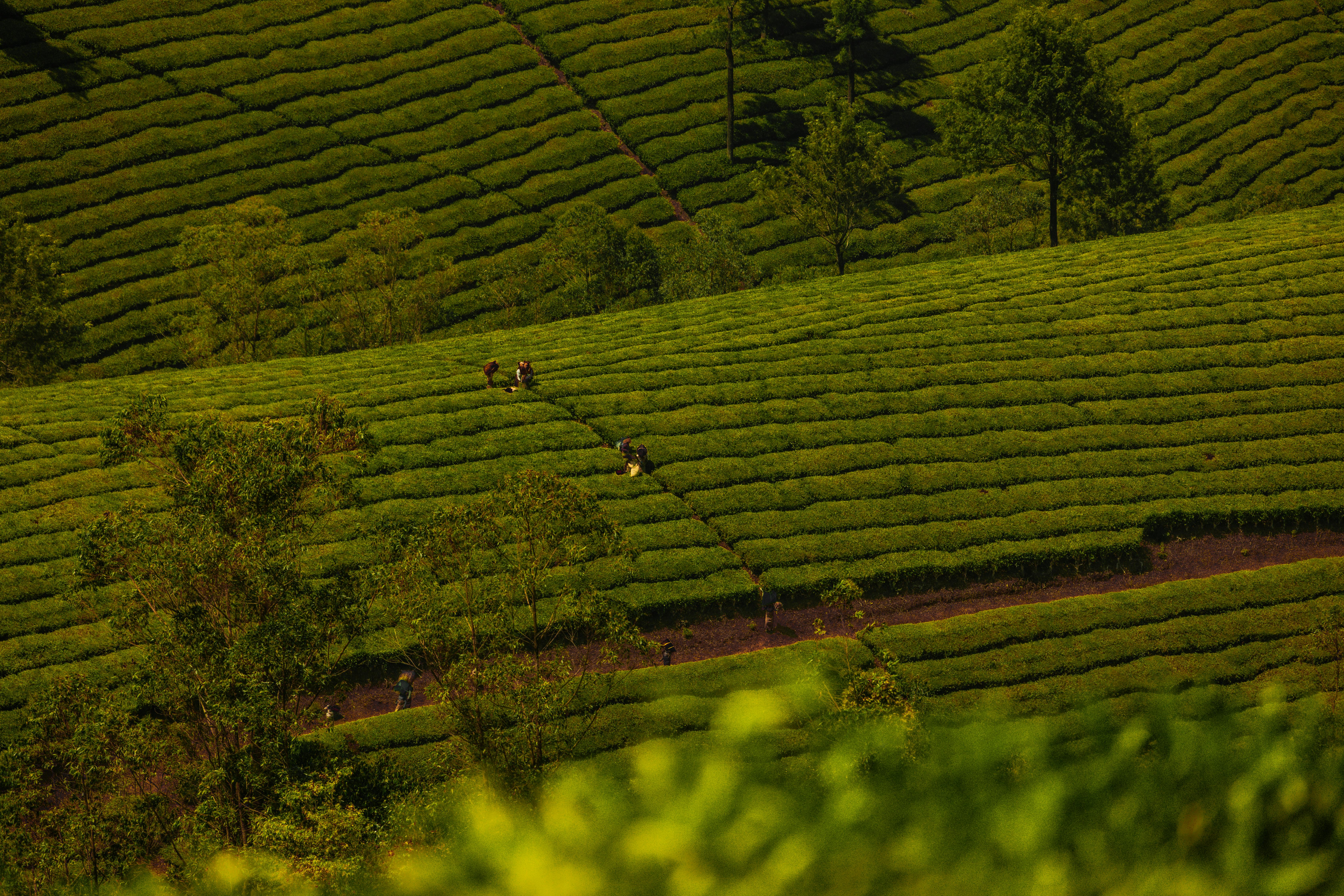 Lush Tea Plantation Field with Workers · Free Stock Photo