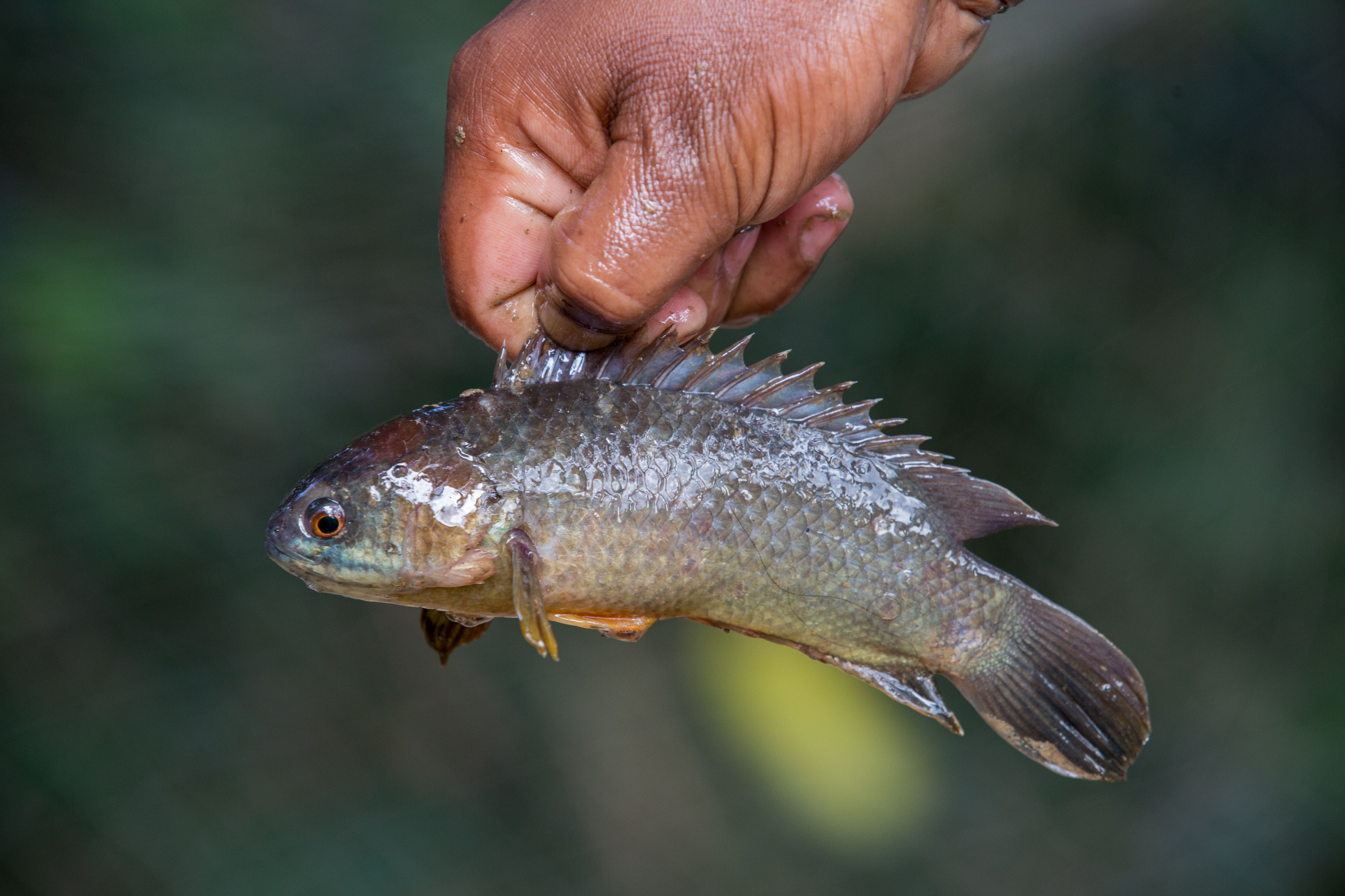 Hand Holding Live Fish Near Chattogram Bangladesh · Free Stock Photo