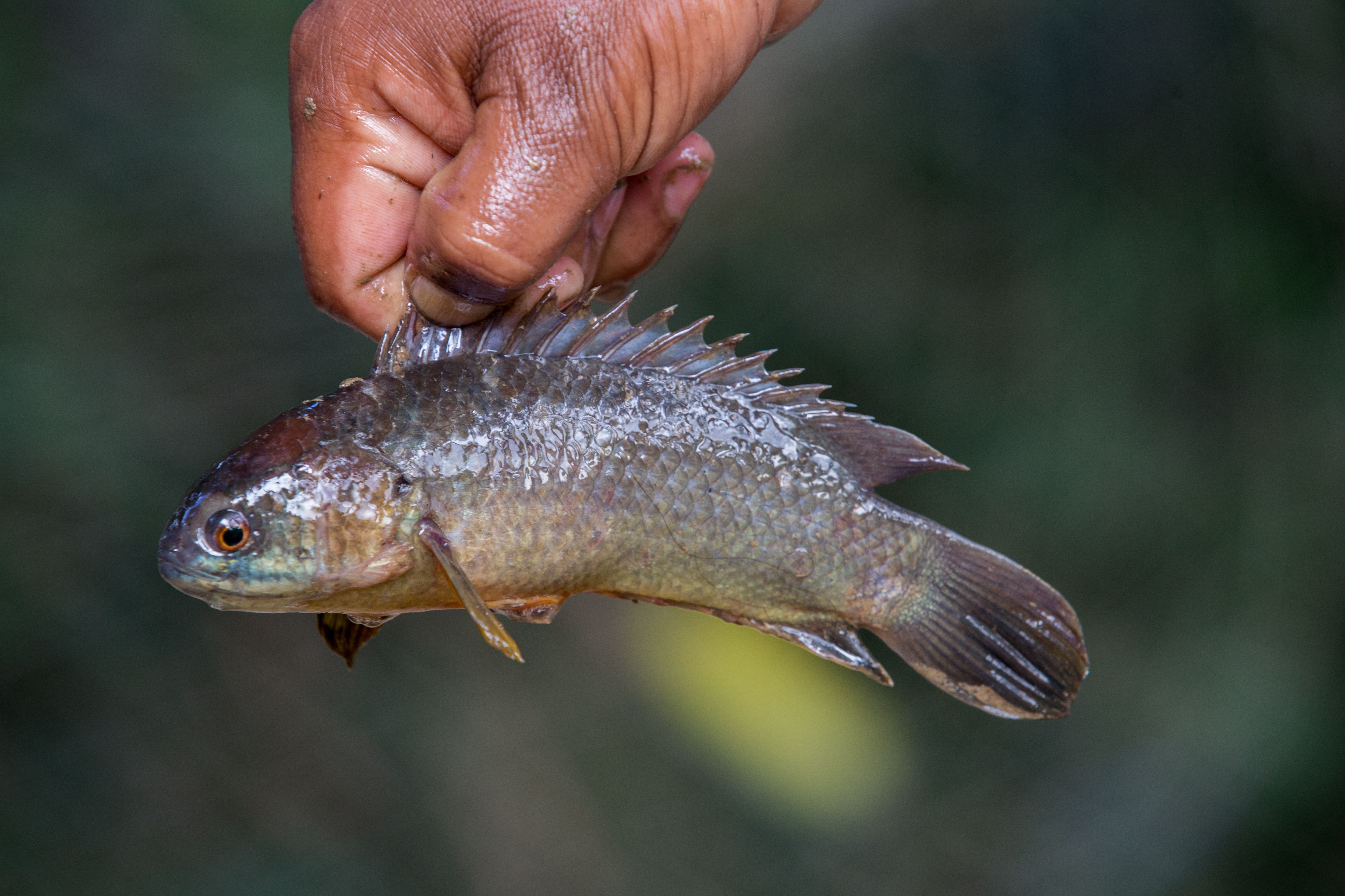 Close-Up of Hand Holding Freshly Caught Fish · Free Stock Photo