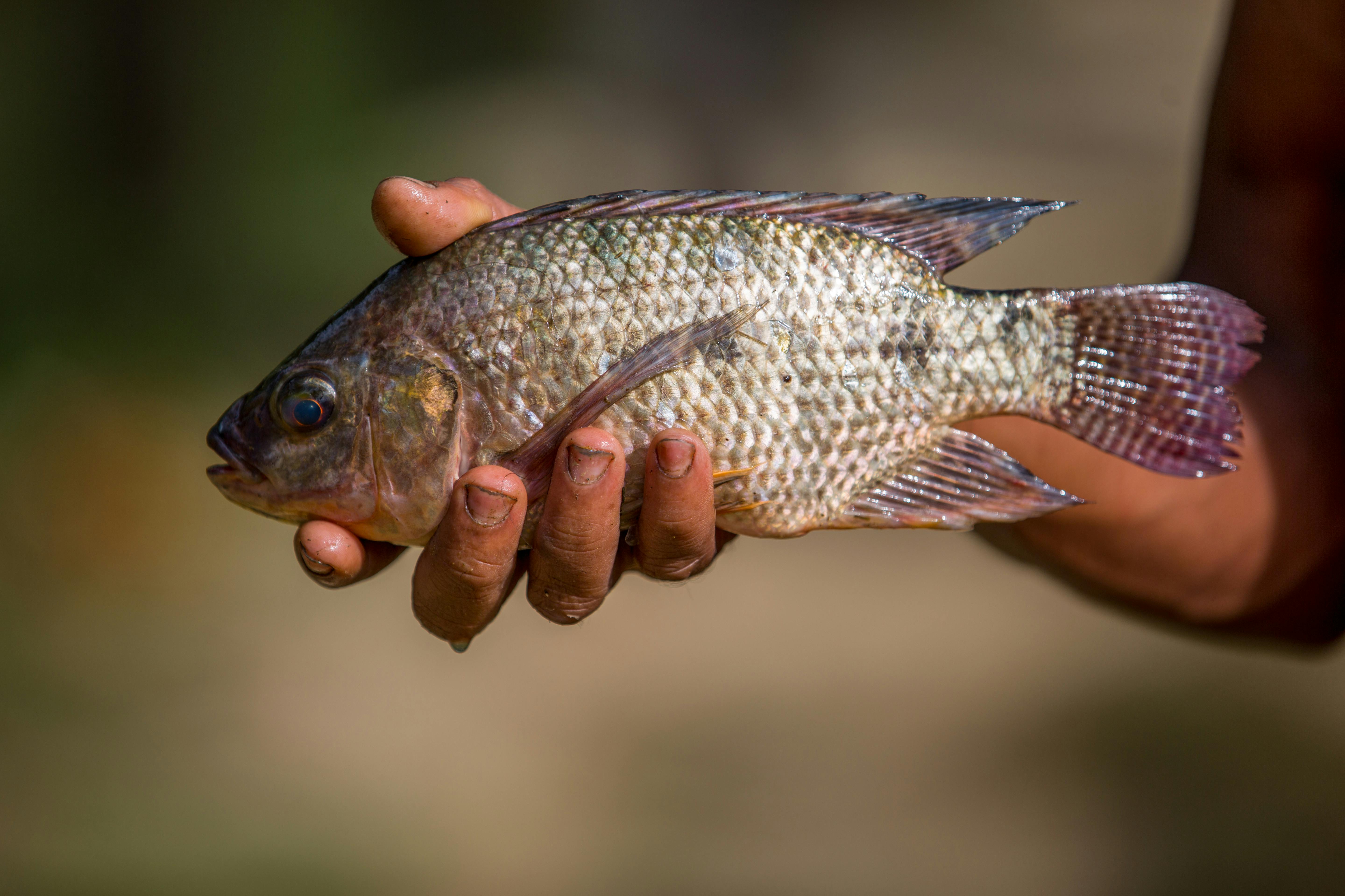 Tilapia Photos, Download The BEST Free Tilapia Stock Photos & HD Images
