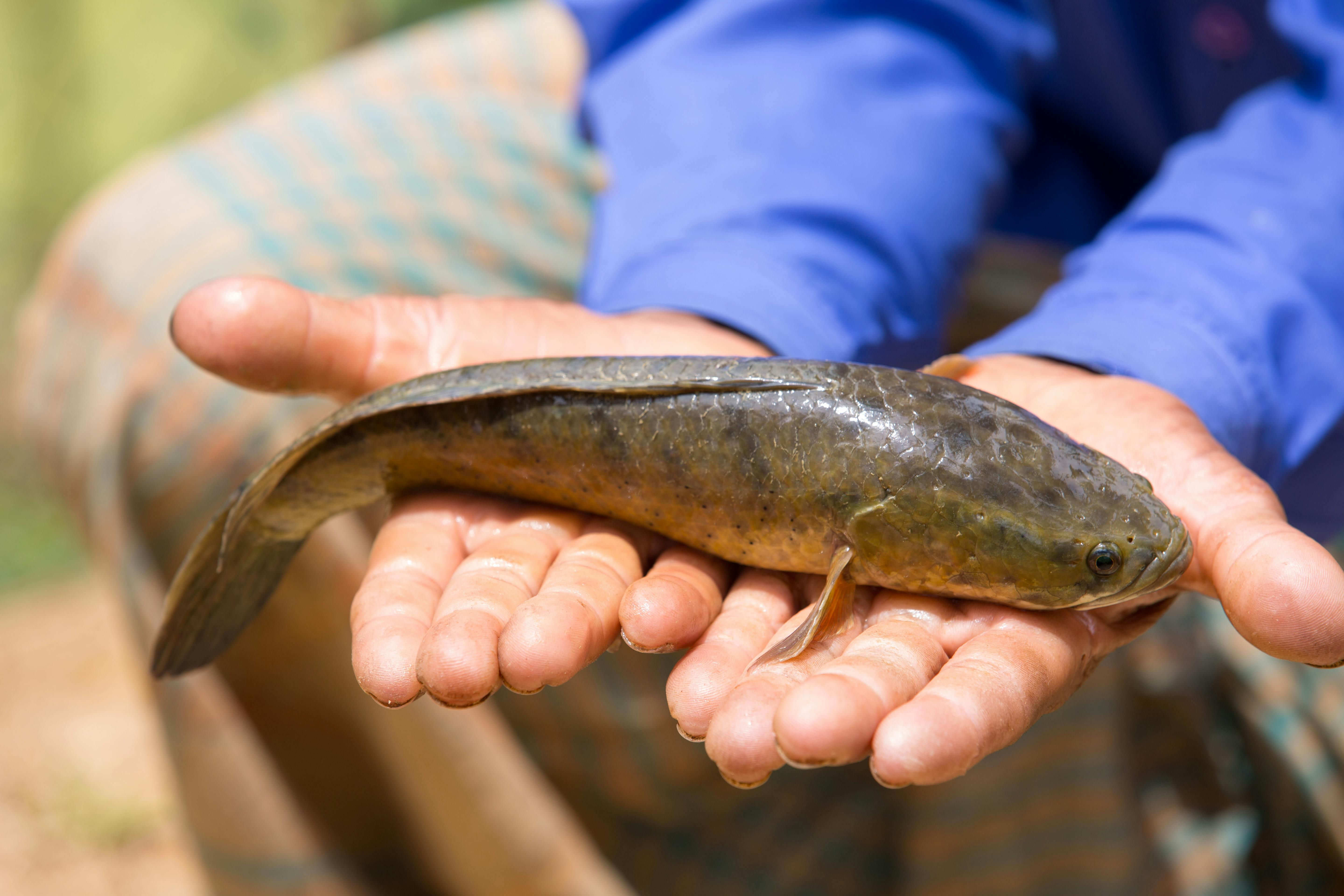 Gros Plan D'un Poisson Dans Les Mains à L'extérieur · Photo gratuite