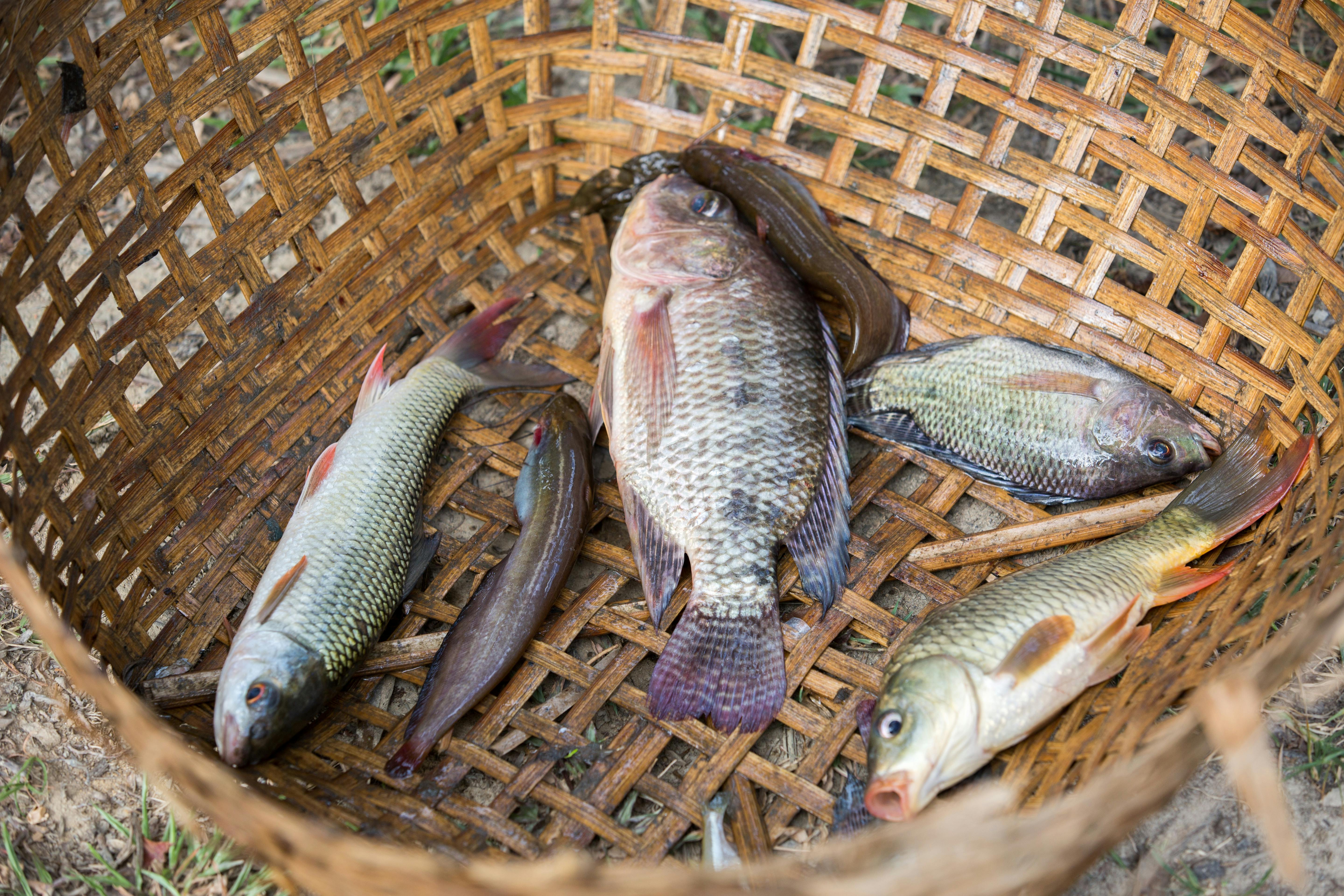 Basket of Freshly Caught Fish in Chattogram · Free Stock Photo