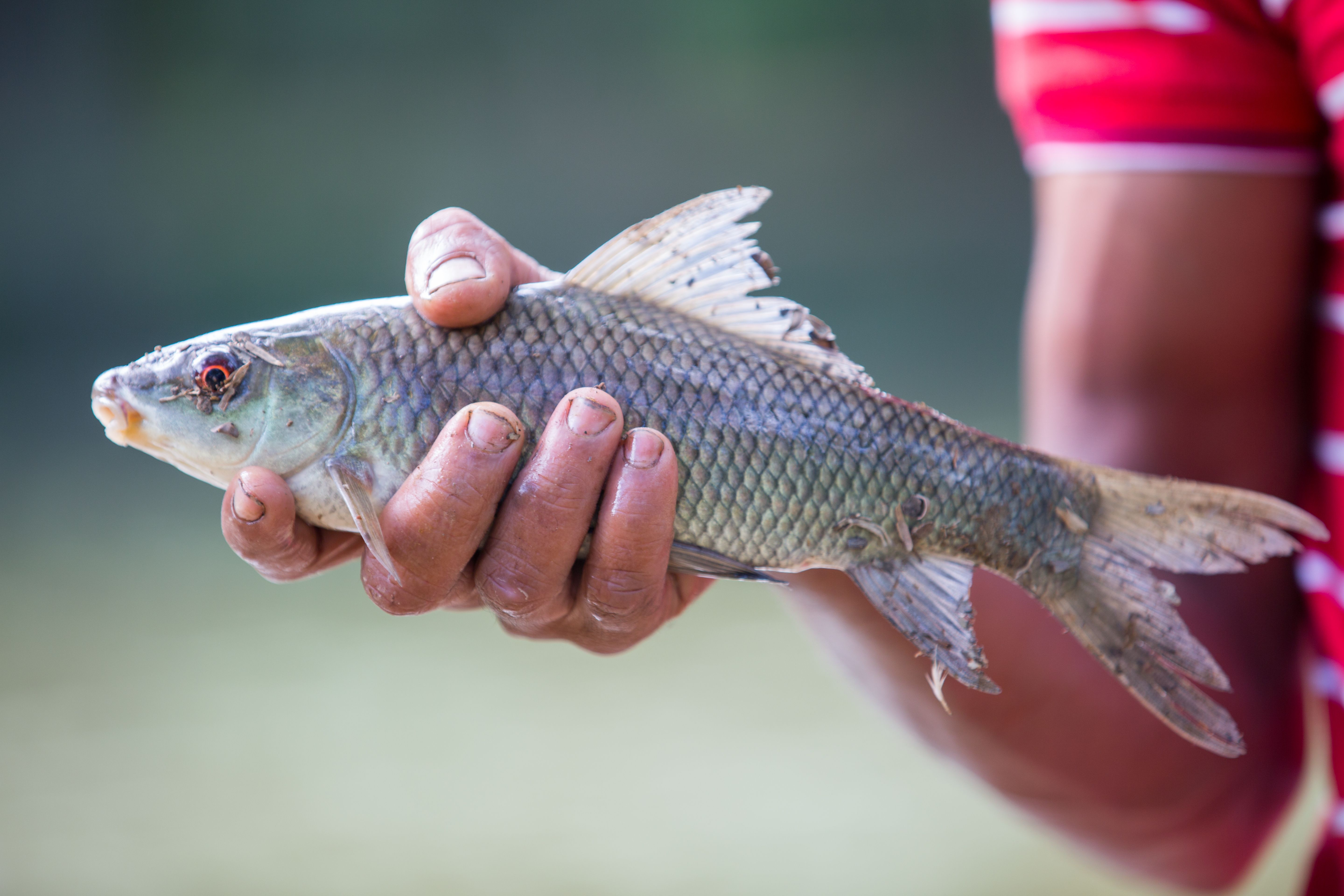 Man Holding Fresh Fish in Chattogram, Bangladesh · Free Stock Photo