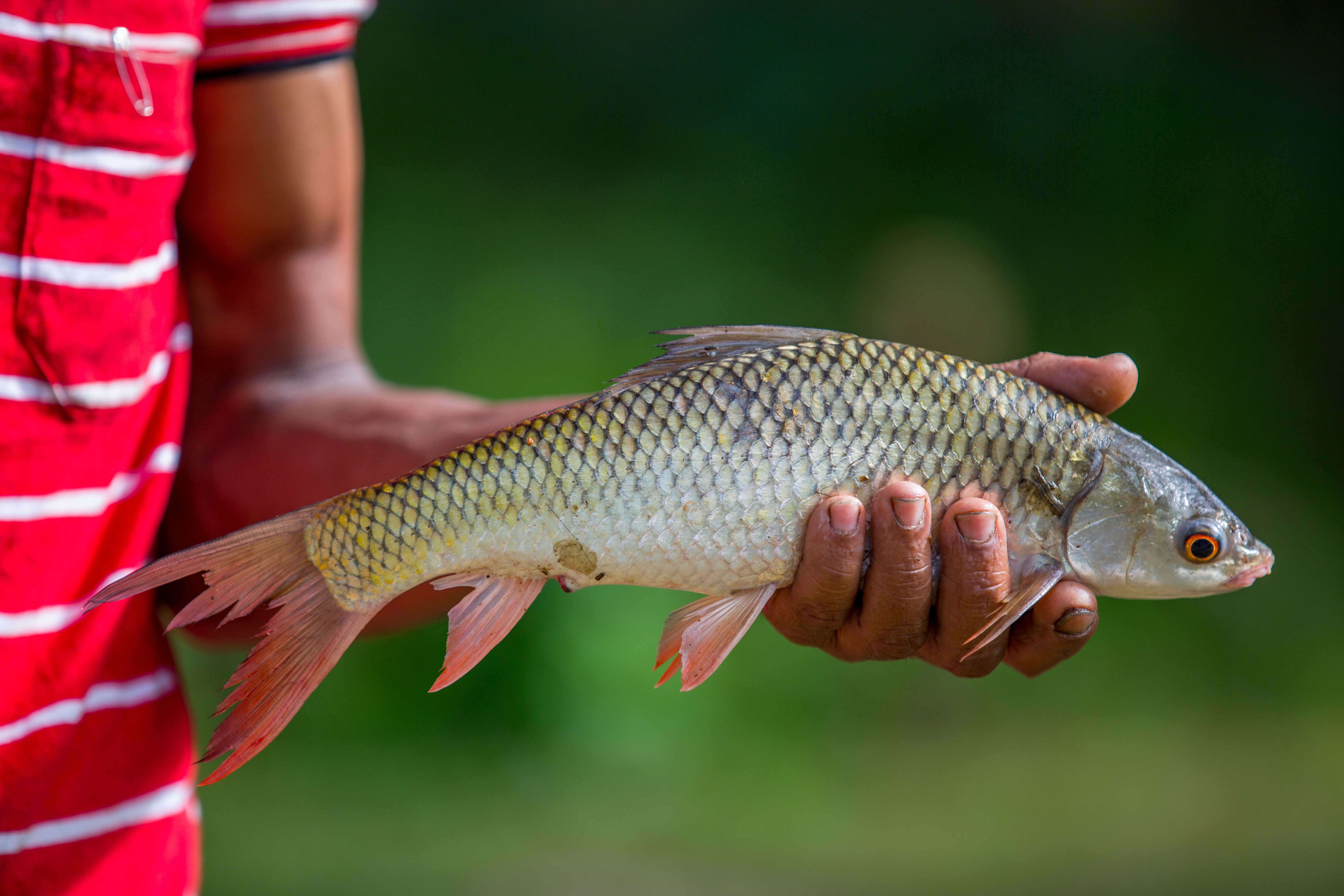 Fisherman Holding Freshly Caught Rohu Fish Outdoors · Free Stock Photo