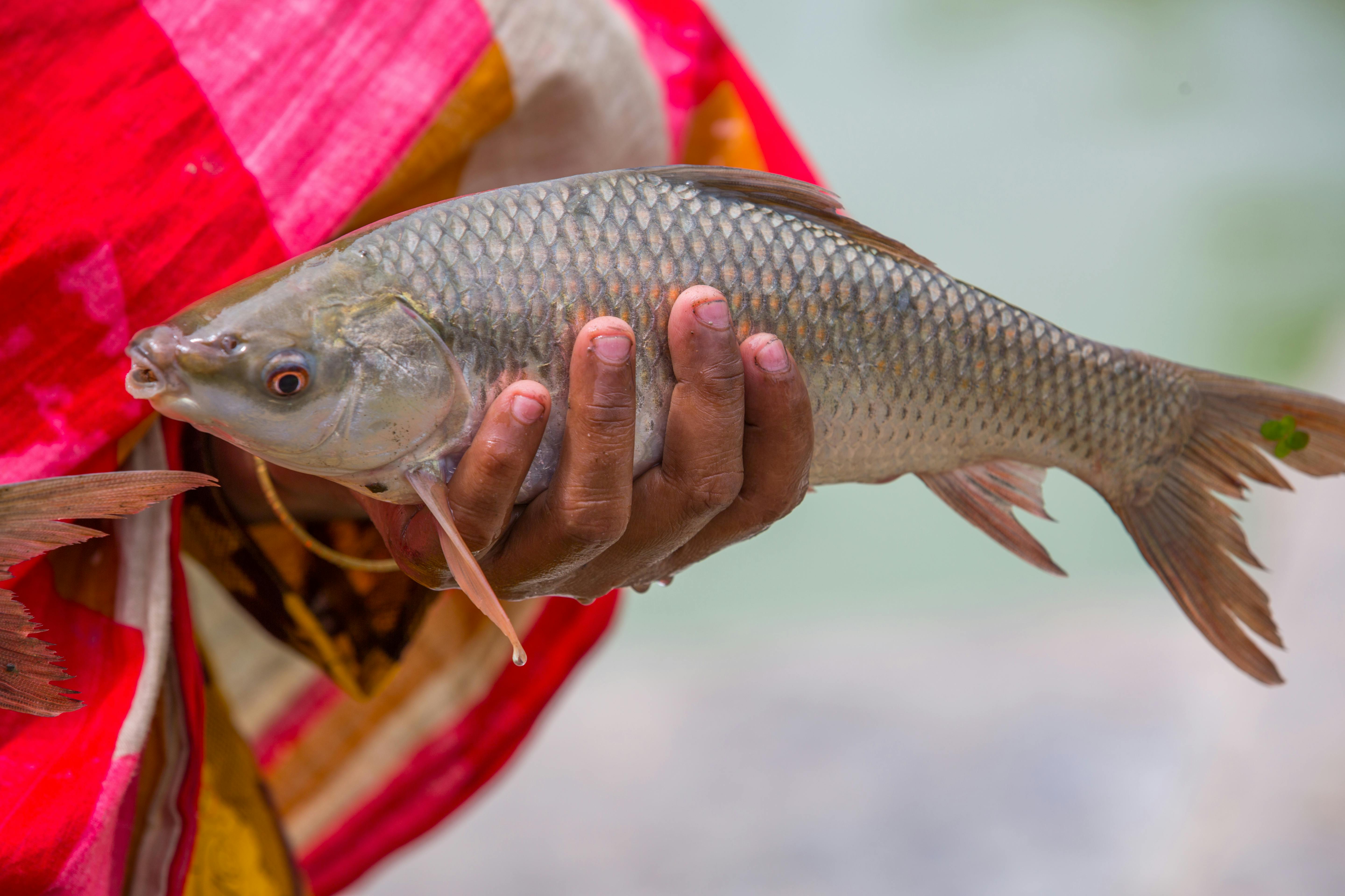 Fresh Water Fish Held by Hand in Bangladesh · Free Stock Photo