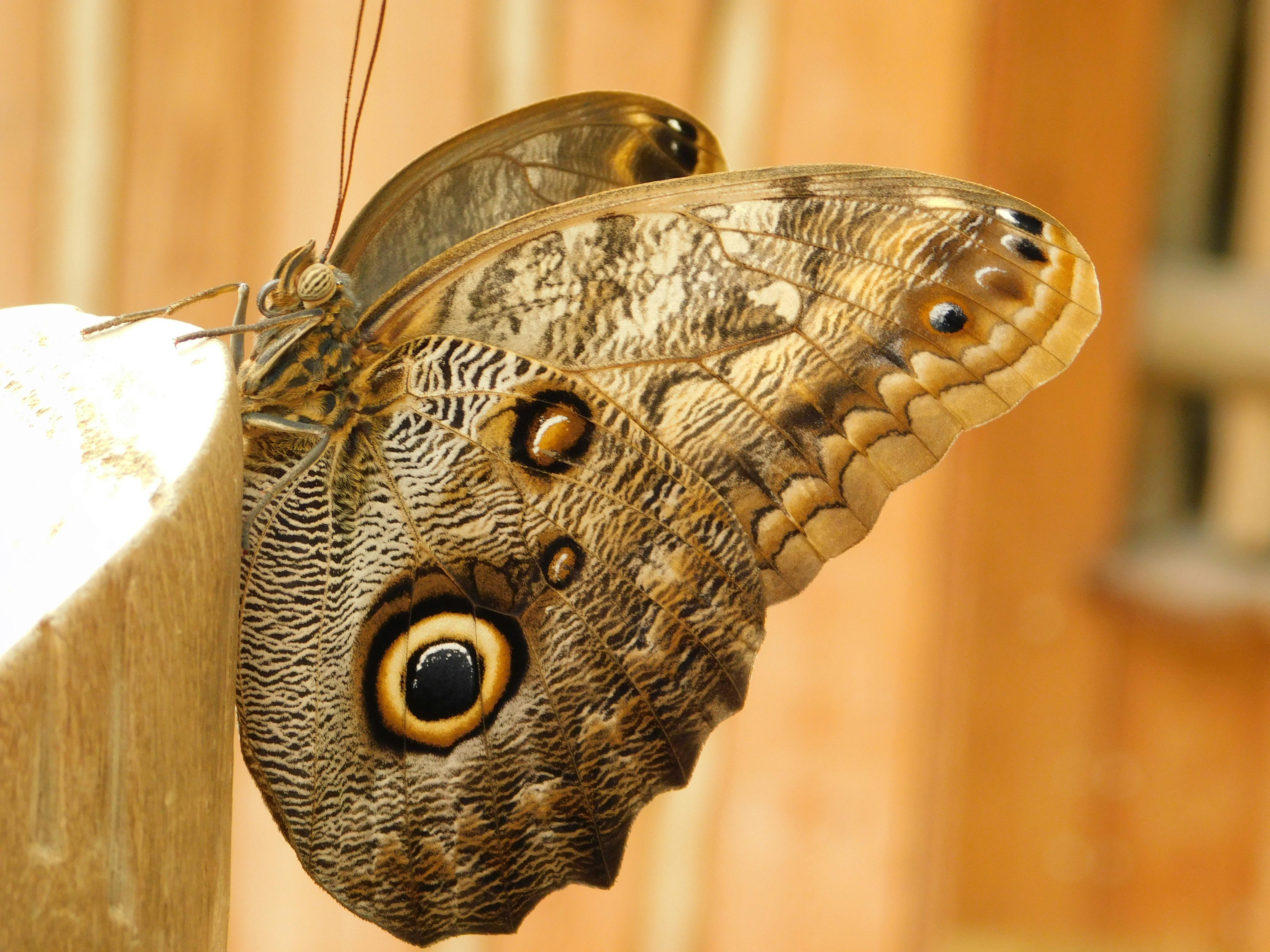 Brown Butterfly Photos, Download The BEST Free Brown Butterfly Stock ...