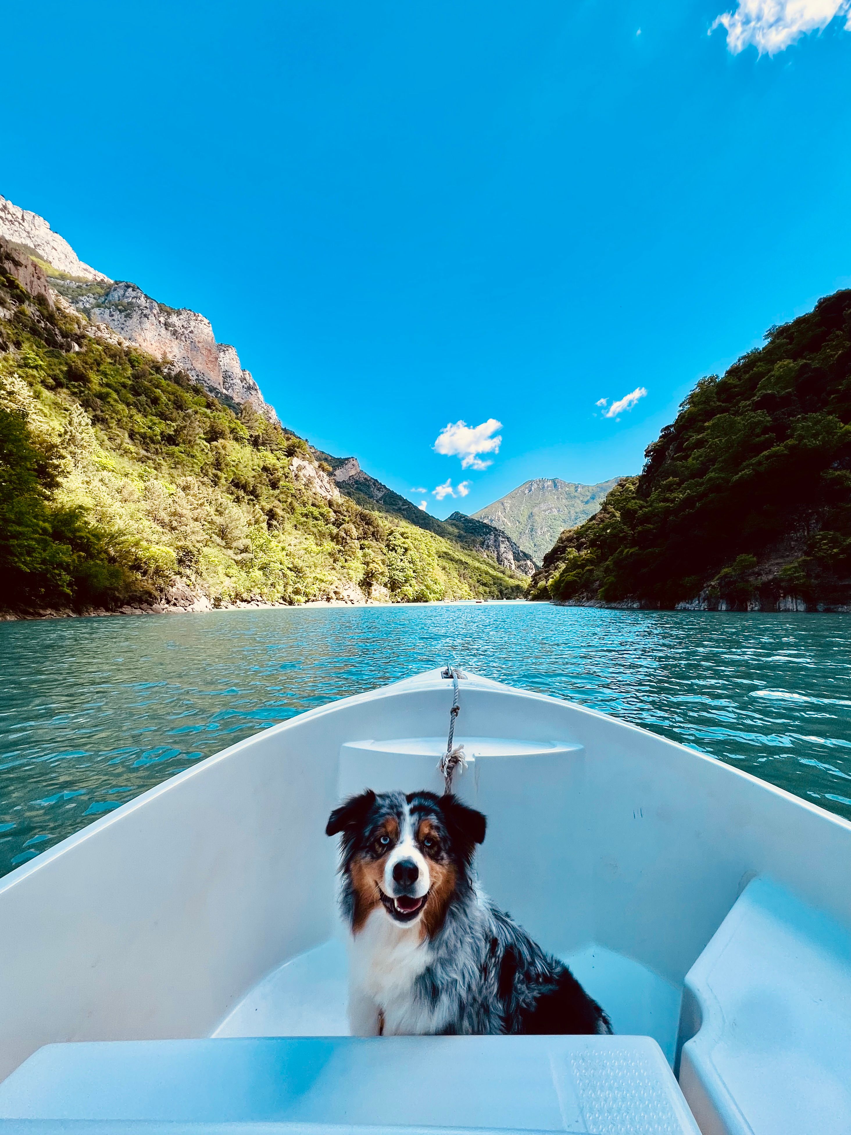 Un Pastor Australiano Disfruta De Un Tranquilo Paseo En Barco · Foto de ...