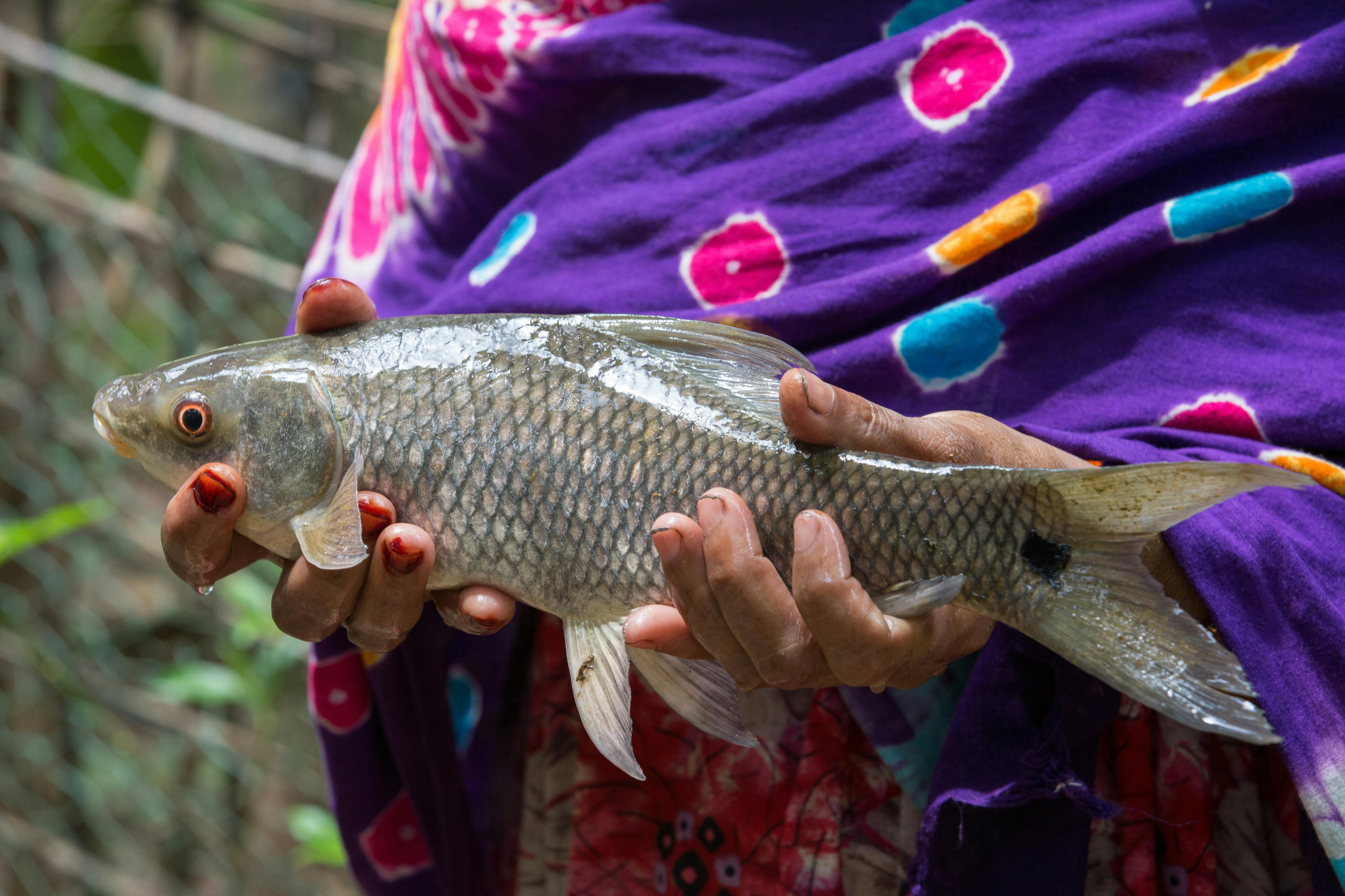 Woman holding fish in Chattogram, Bangladesh · Free Stock Photo