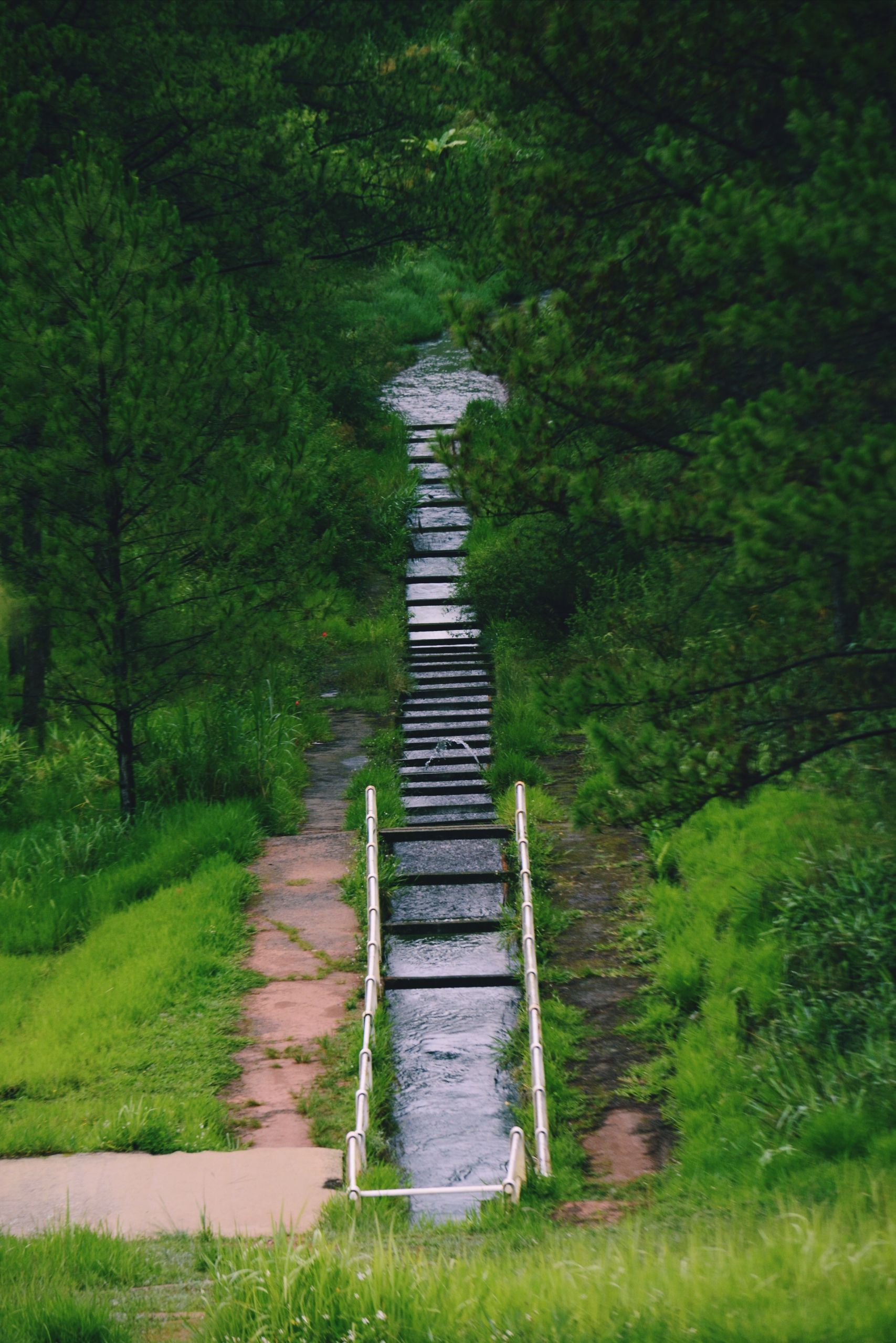 Scenic Pathway Over Stream in Lush Forest · Free Stock Photo