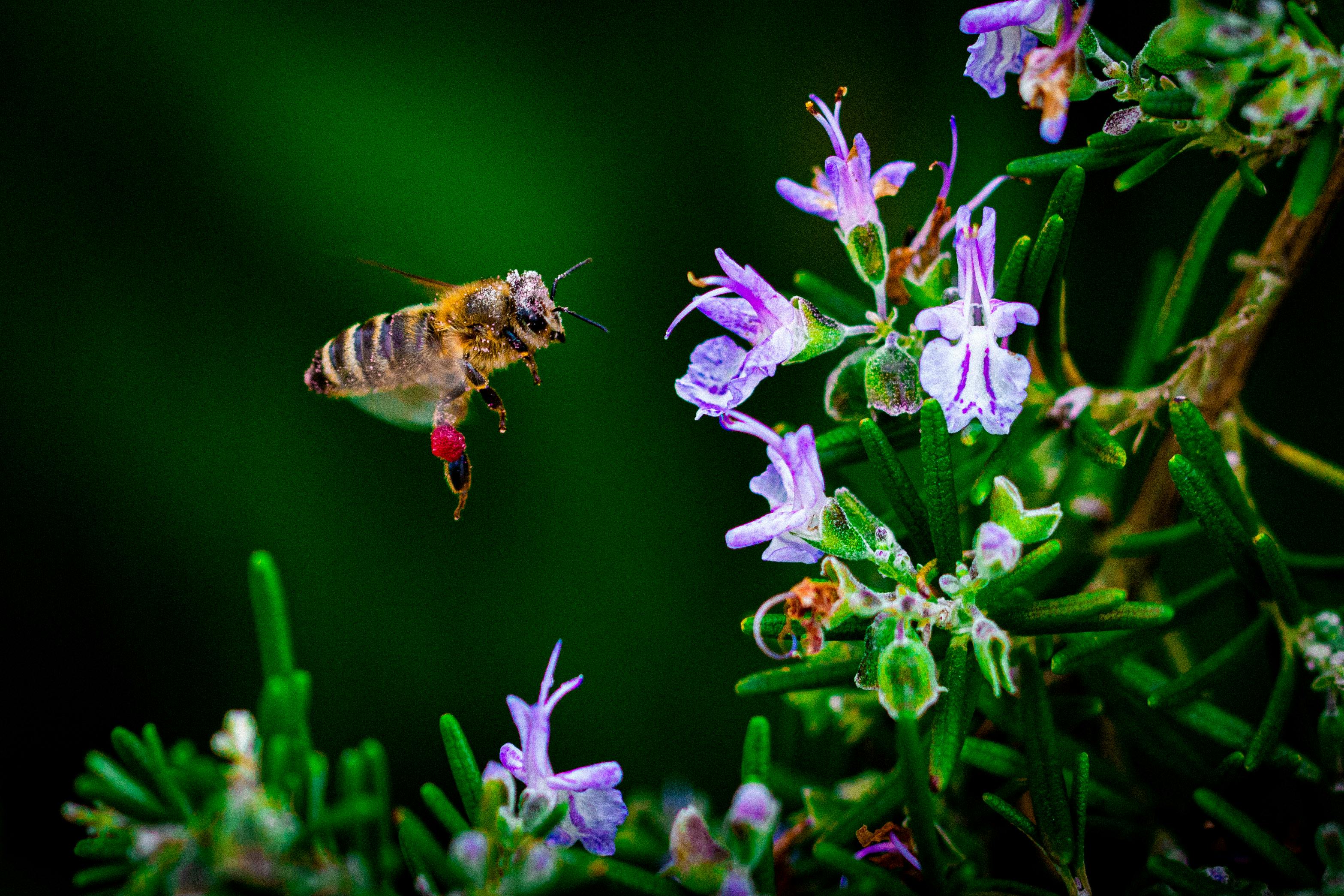 Foto de stock gratuita sobre abeja, abeja voladora, apicultura, apis mellifera, austria, belleza ...