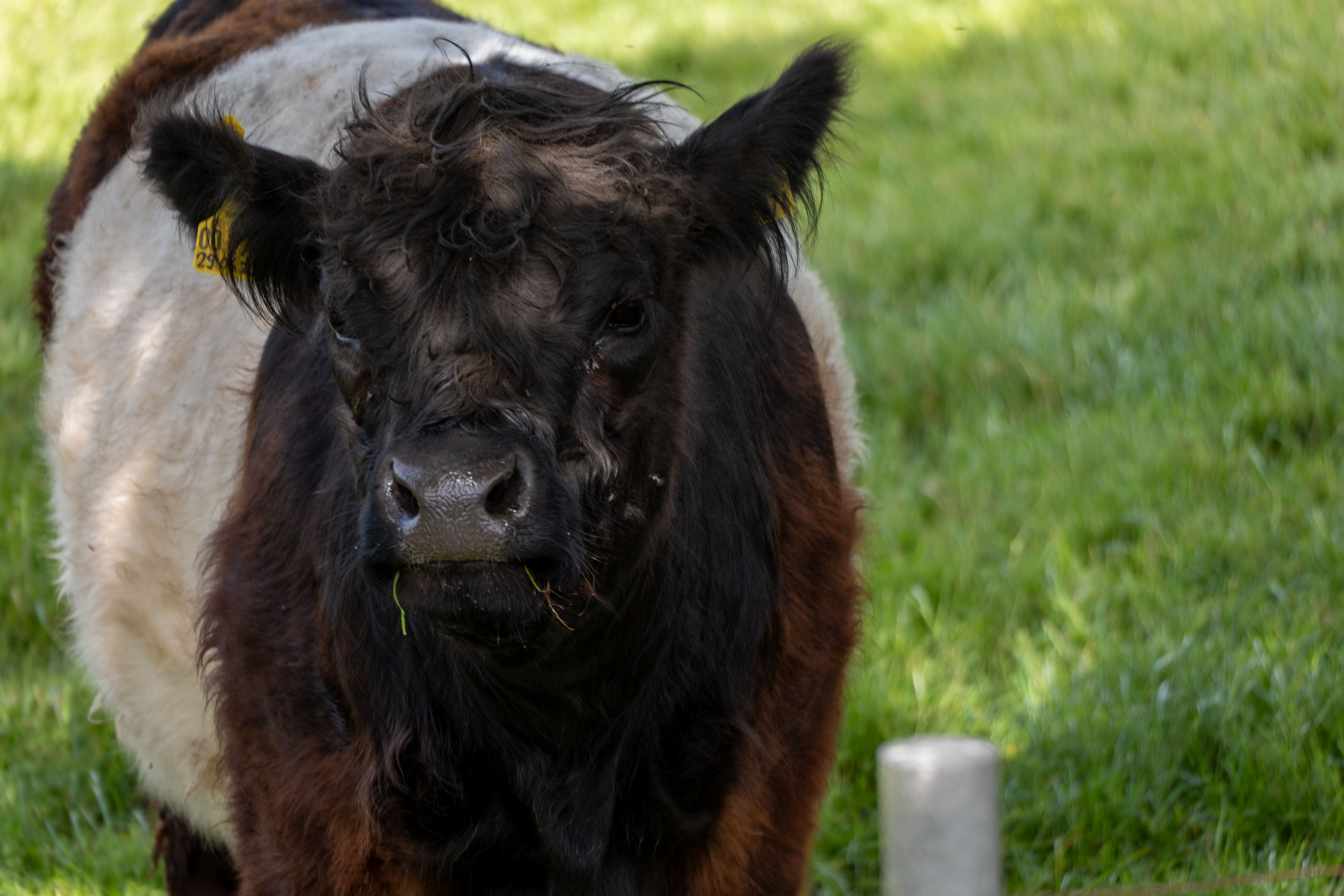 Close-up of a Belted Galloway Cow on Green Pasture · Free Stock Photo