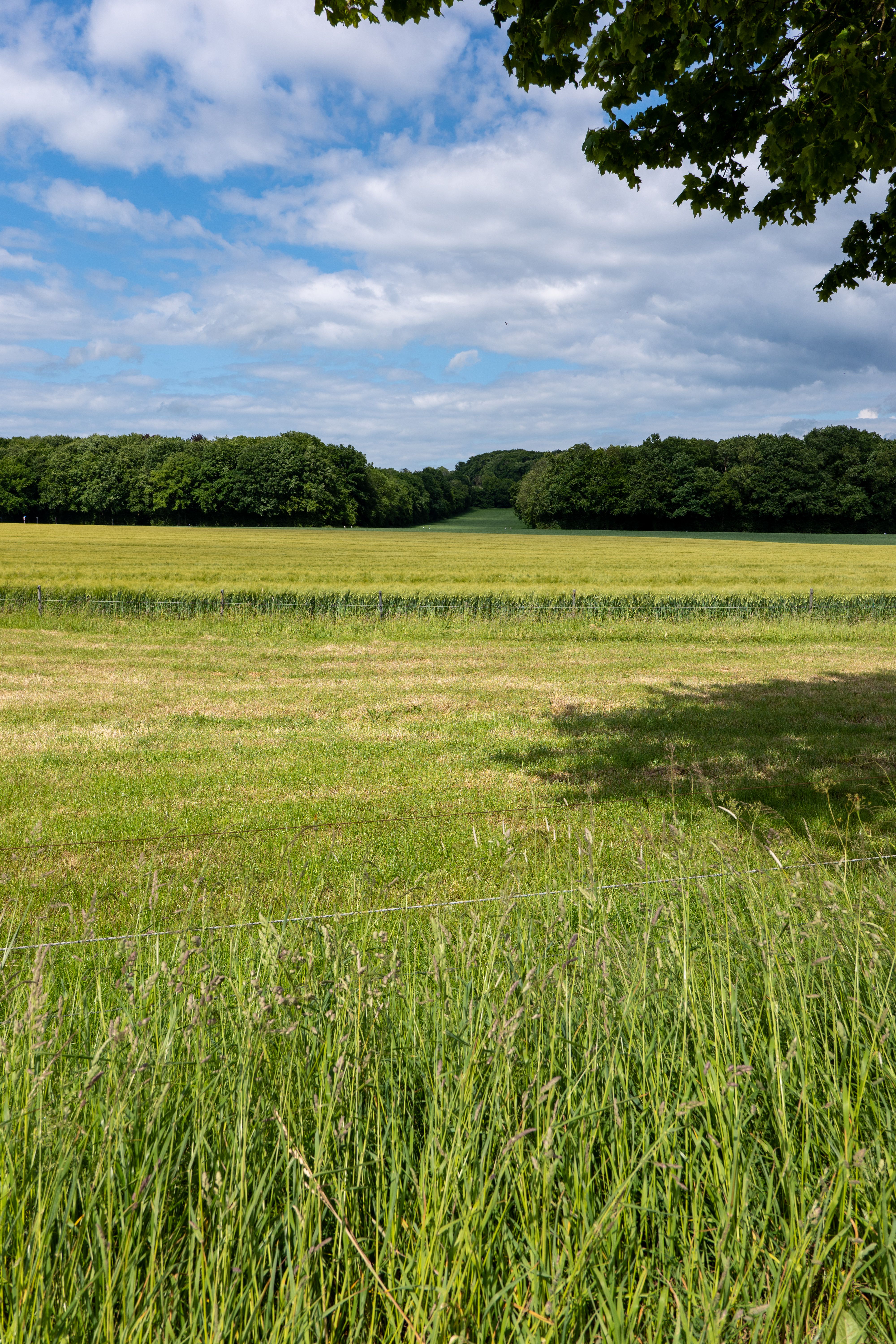 Lush Green Meadow Under Blue Sky · Free Stock Photo