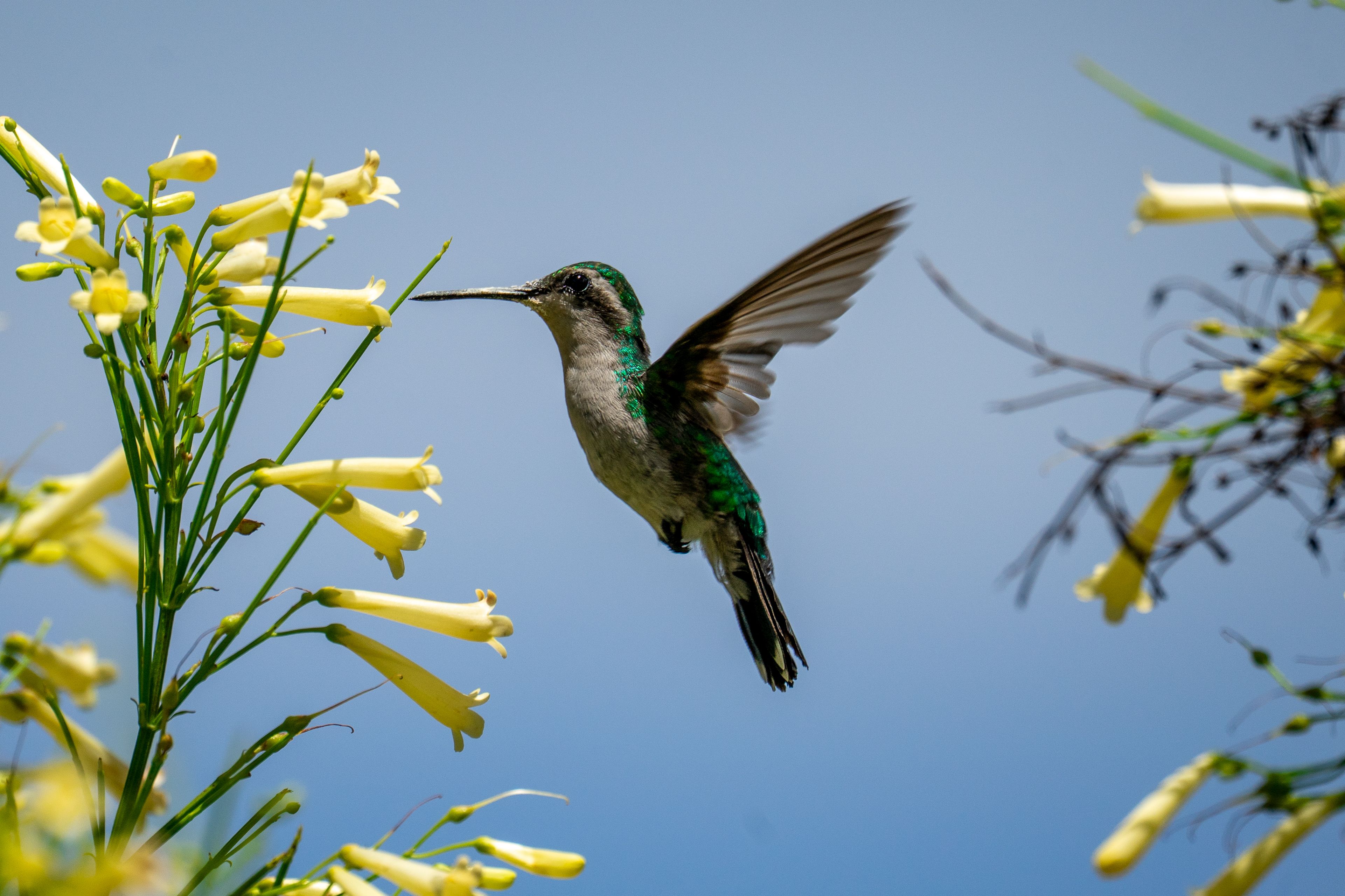 Vibrant Hummingbird in Flight Among Yellow Flowers · Free Stock Photo