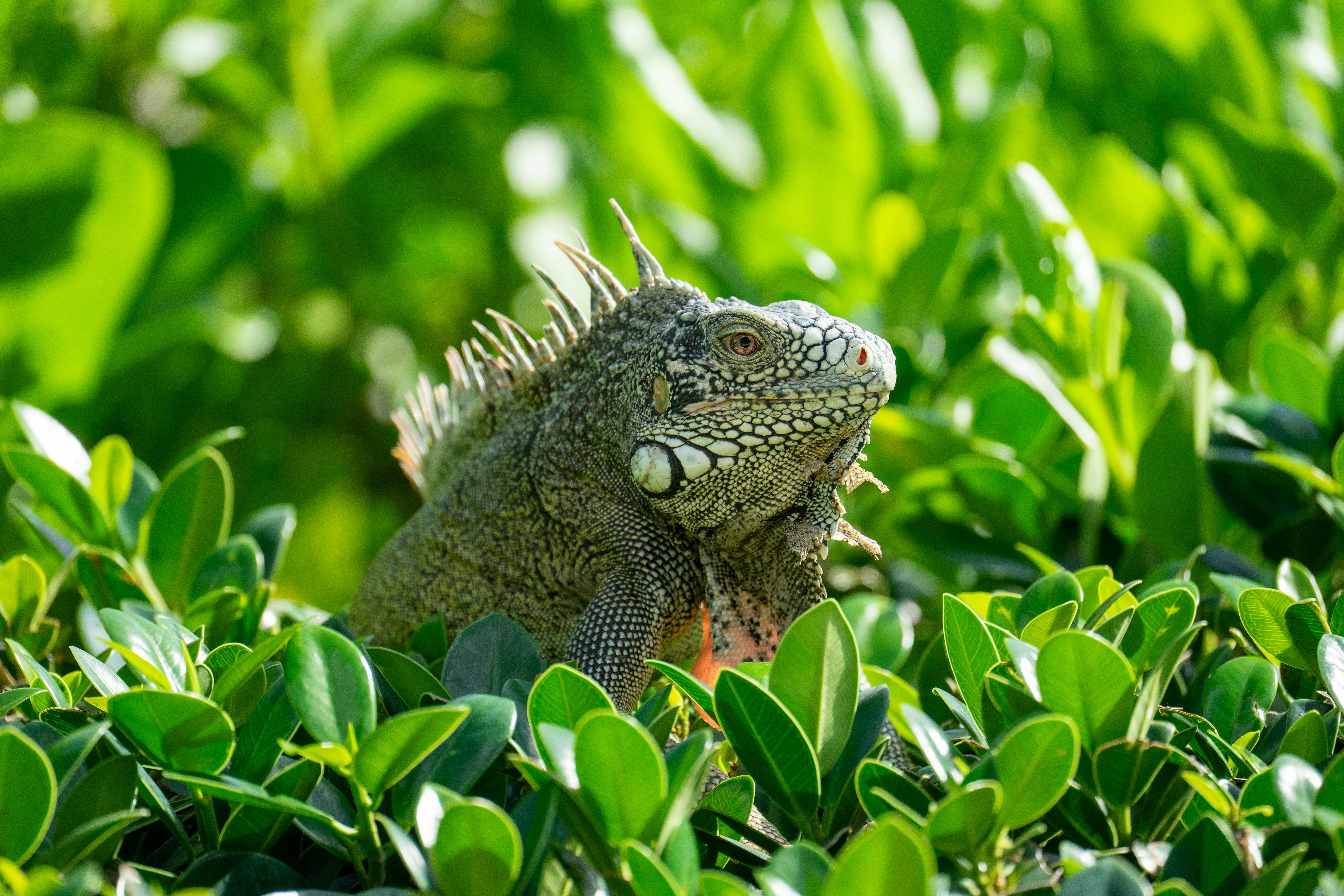 Wild Animals Slideshow Photos, Download The BEST Free Wild Animals ...