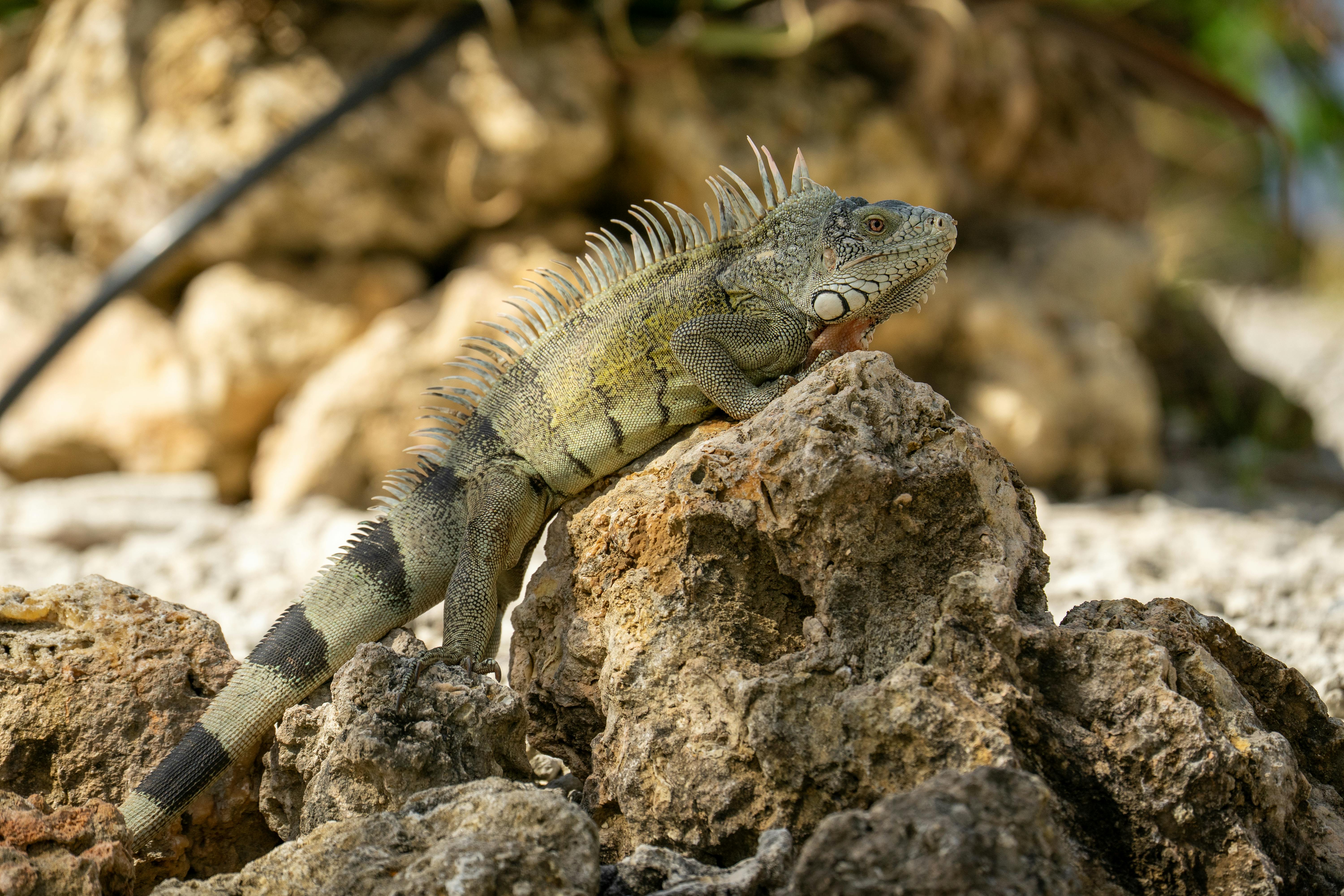 Animal Sunbathing Photos, Download The BEST Free Animal Sunbathing ...